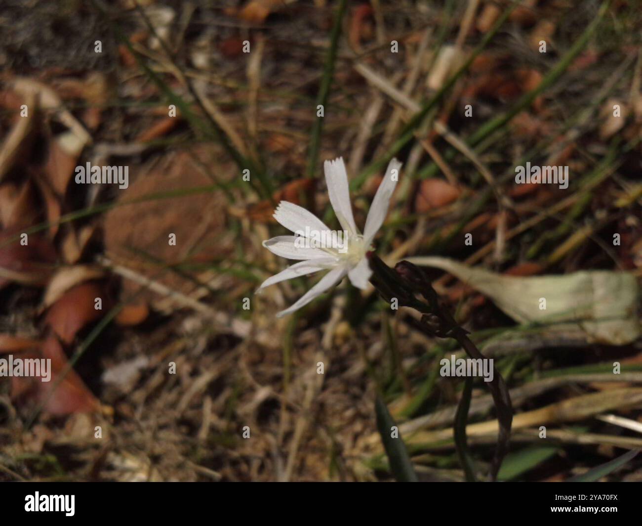 African Lettuce (Lactuca inermis) Plantae Stock Photo - Alamy