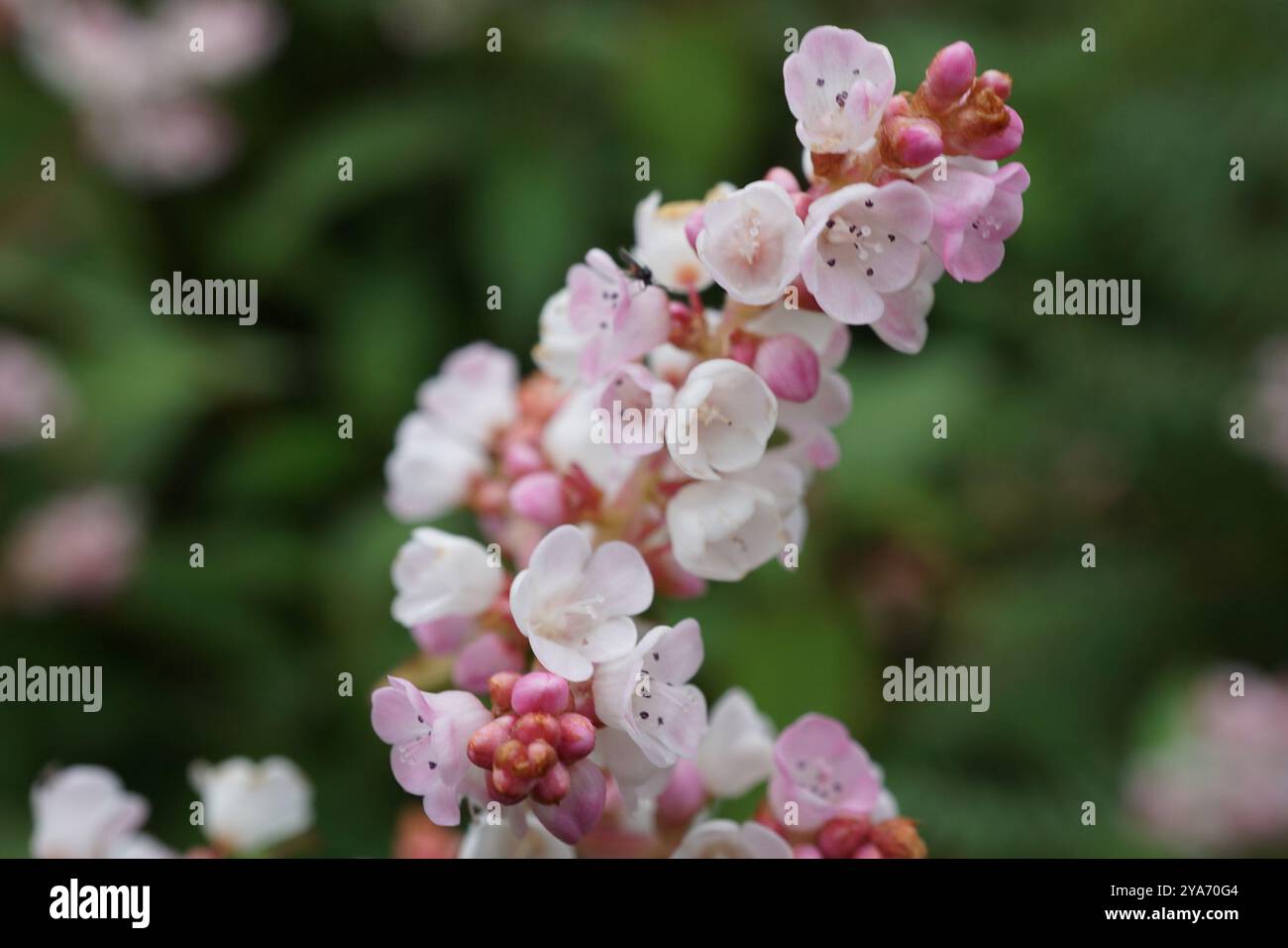 Lesser Knotweed (Koenigia campanulata) Plantae Stock Photo - Alamy