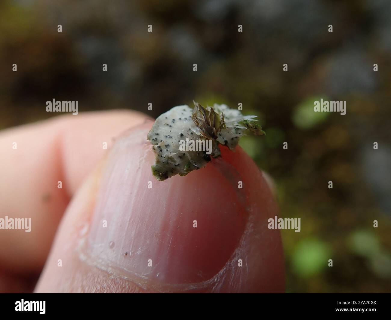 Common Chocolate Chip Lichen (Solorina saccata) Fungi Stock Photo - Alamy