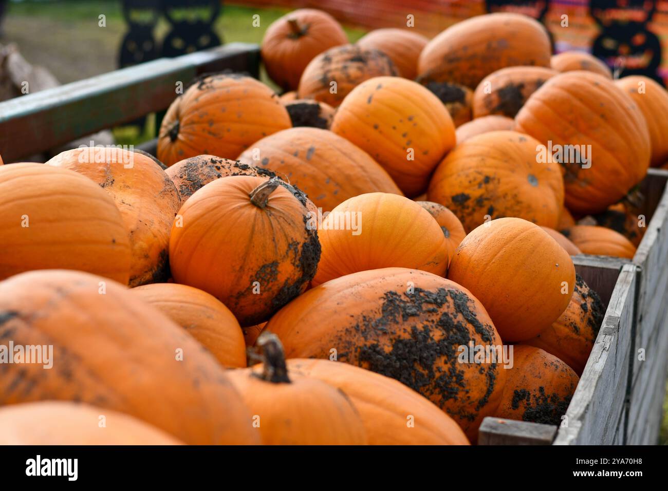 Pumpkin patch pumpkins ready hi-res stock photography and images - Alamy