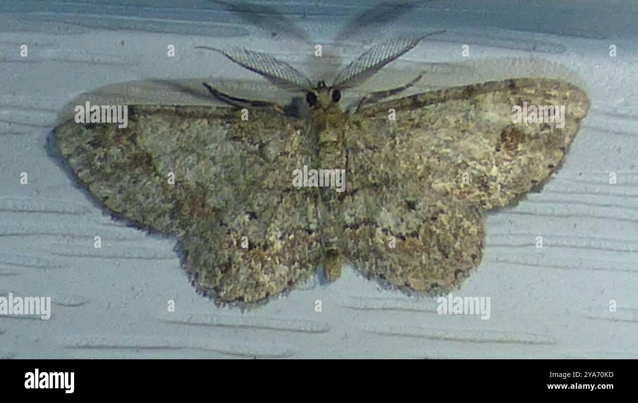 Texas Gray (Glenoides texanaria) Insecta Stock Photo - Alamy