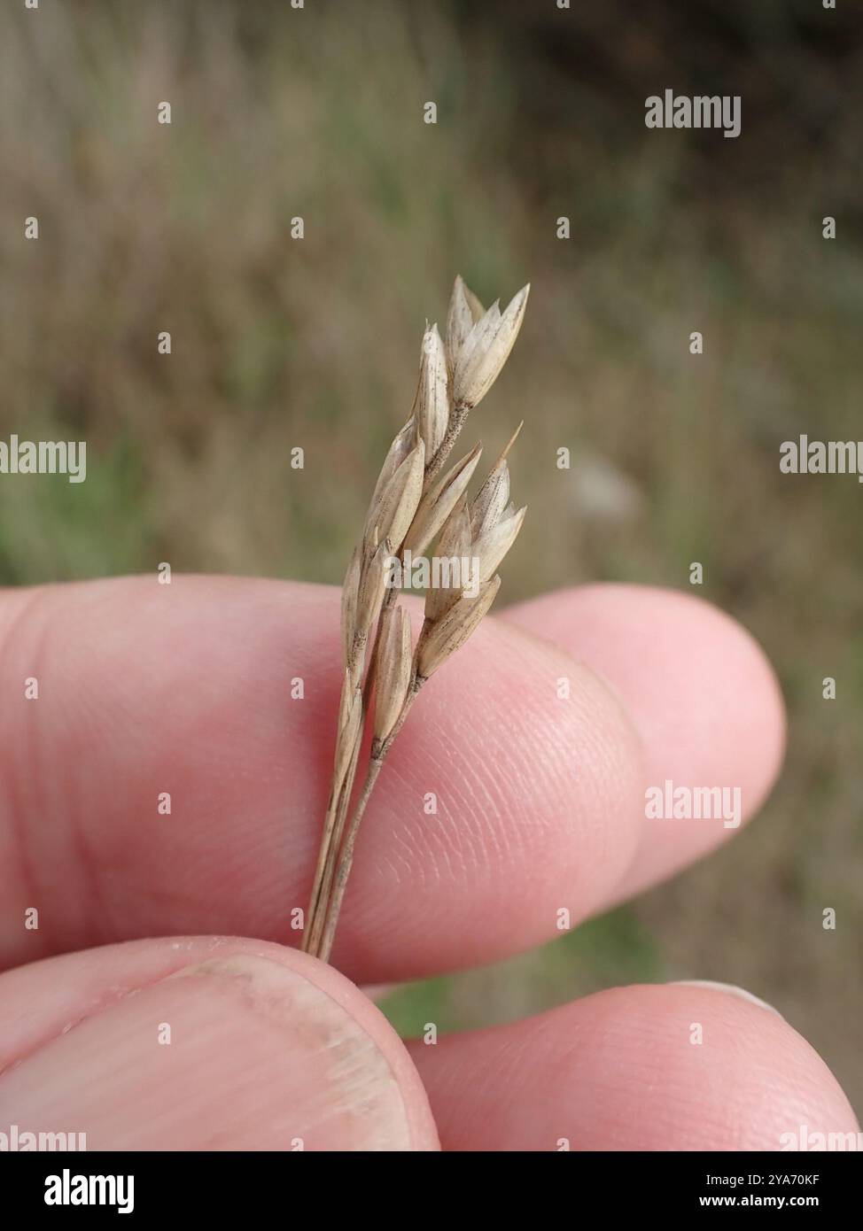 common soft brome (Bromus hordeaceus) Plantae Stock Photo - Alamy