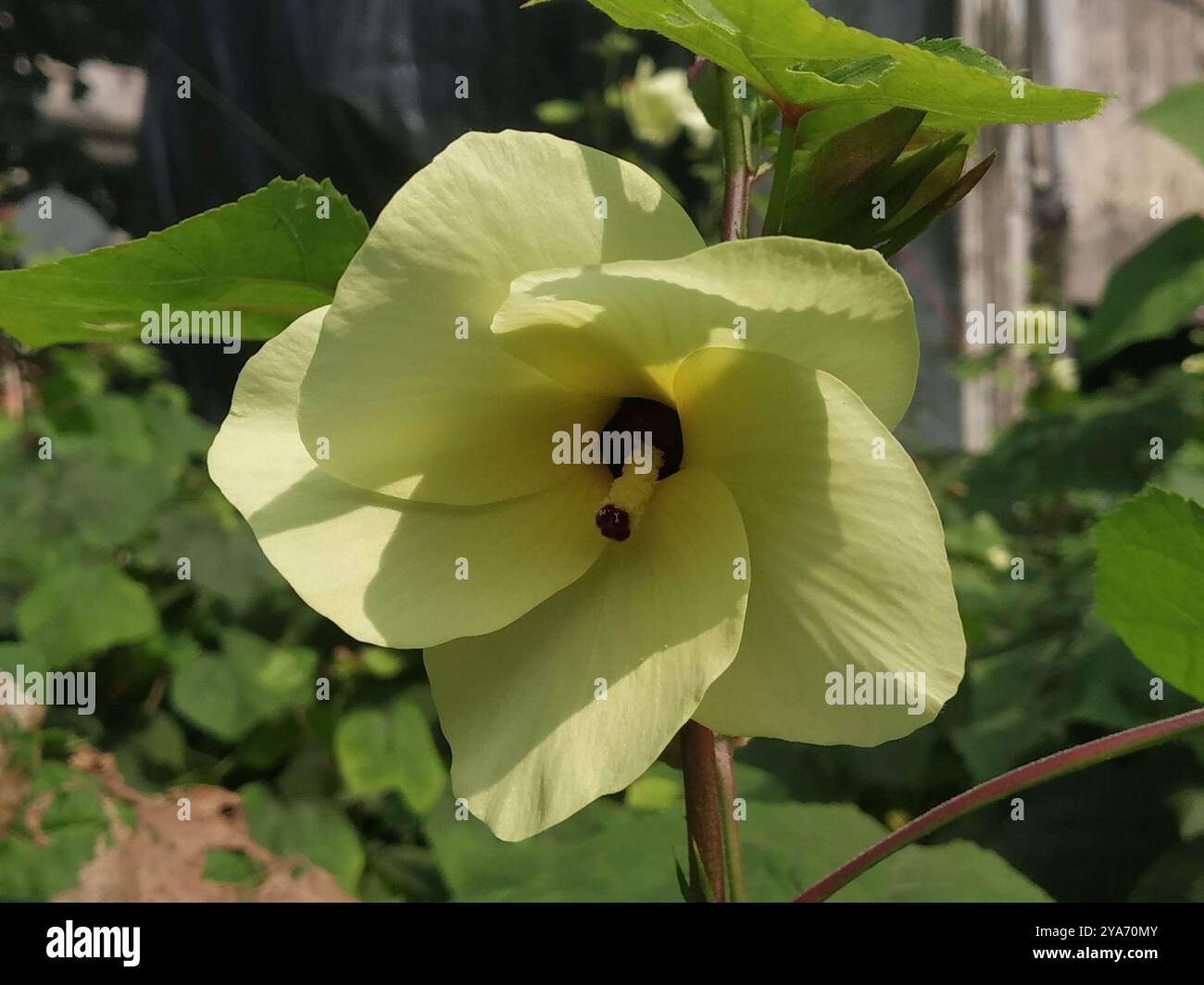 Aibika (Abelmoschus manihot) Plantae Stock Photo - Alamy
