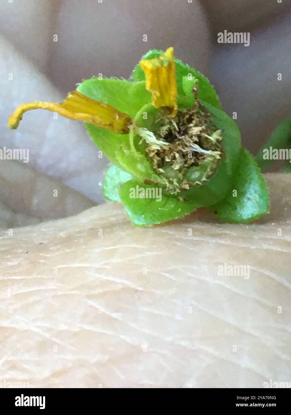 Kidney-leaf Rosinweed (Silphium compositum) Plantae Stock Photo - Alamy