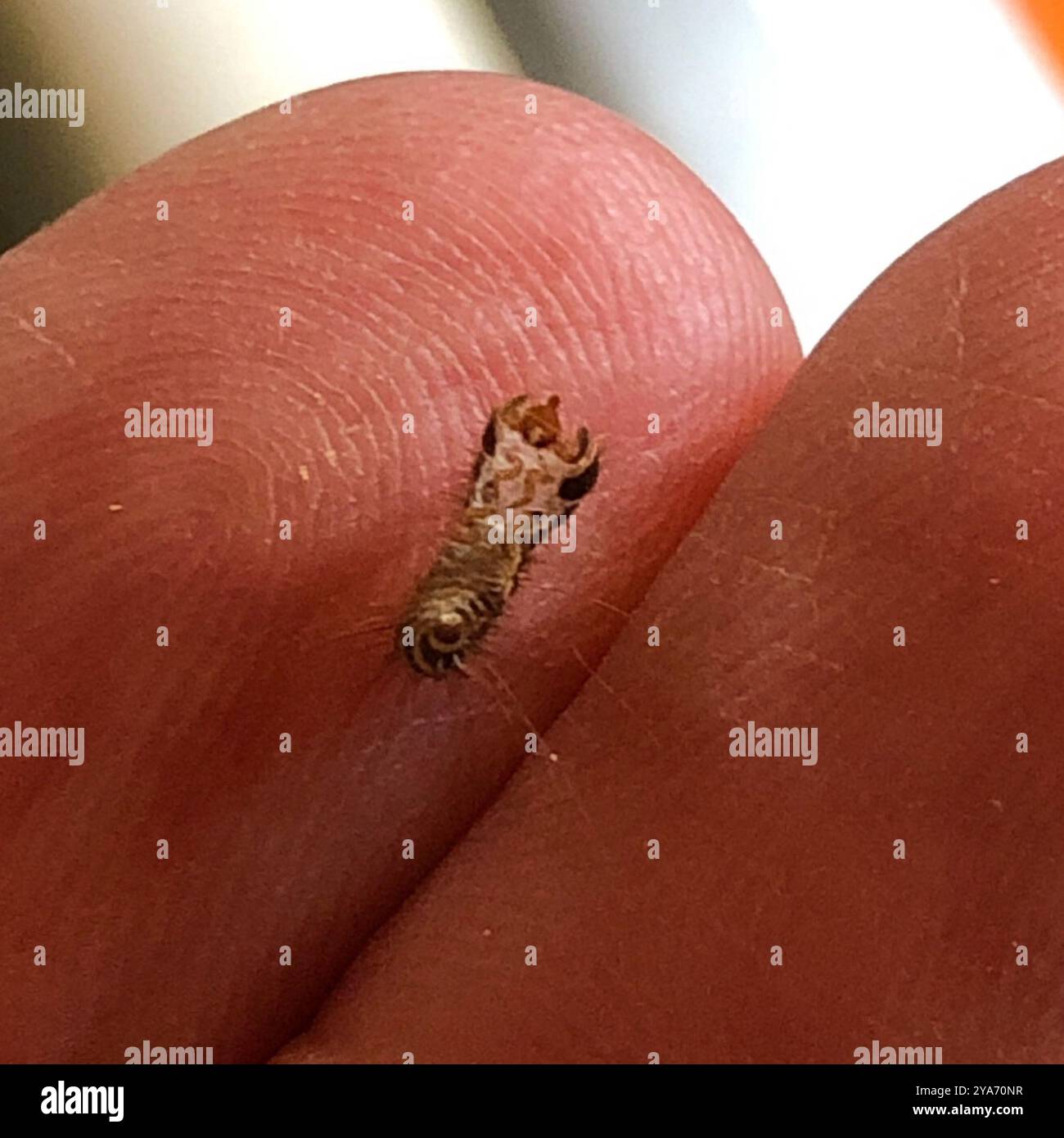 Skin Beetles (Dermestidae) Insecta Stock Photo - Alamy
