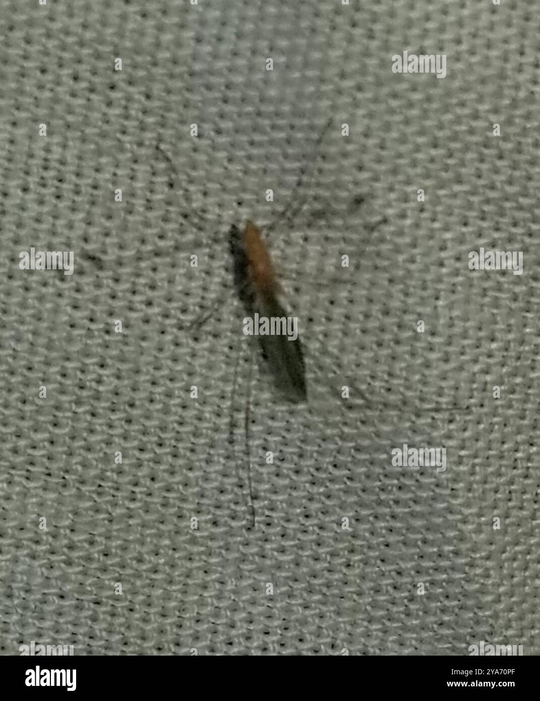 (Metacanthus multispinus) Insecta Stock Photo - Alamy