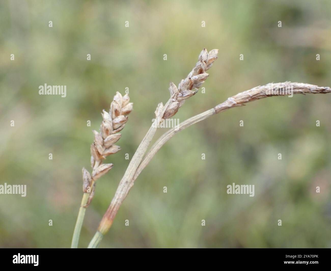 spring sedge (Carex caryophyllea) Plantae Stock Photo - Alamy