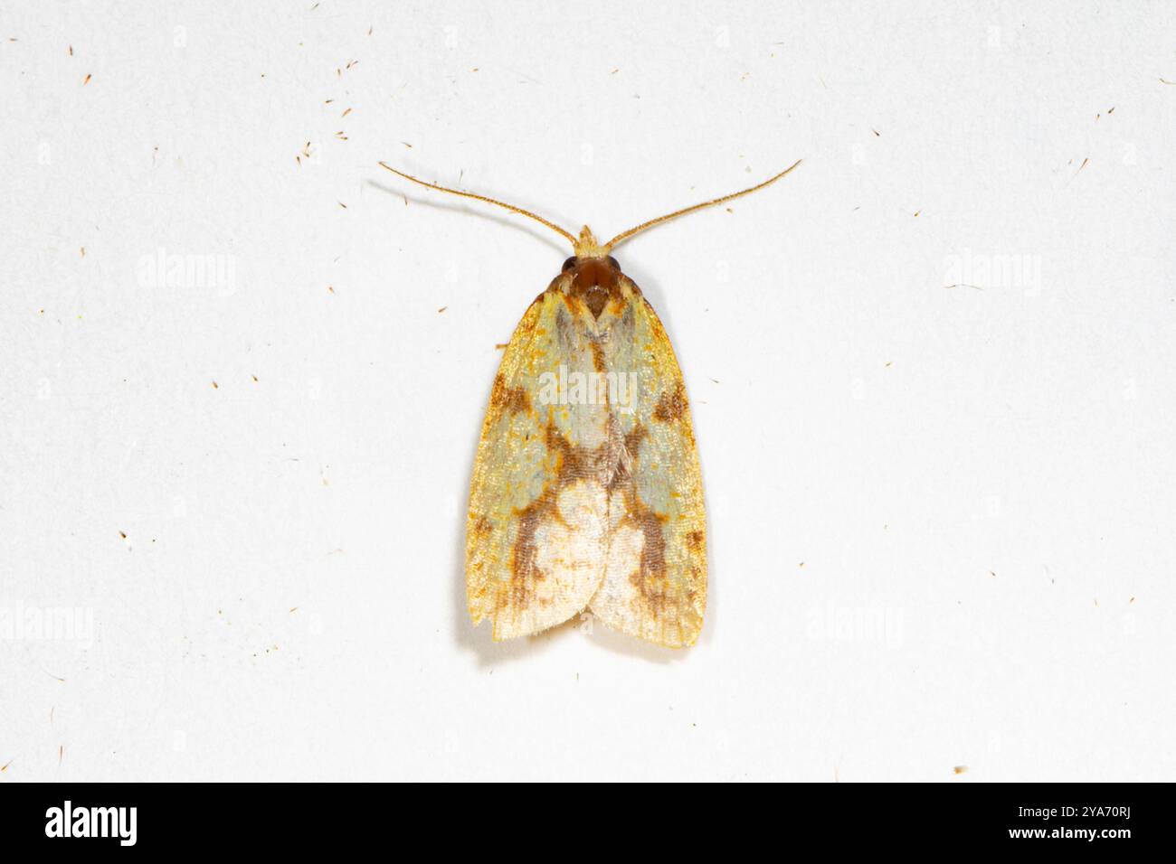 Sparganothis Fruitworm Moth (Sparganothis sulfureana) Insecta Stock ...