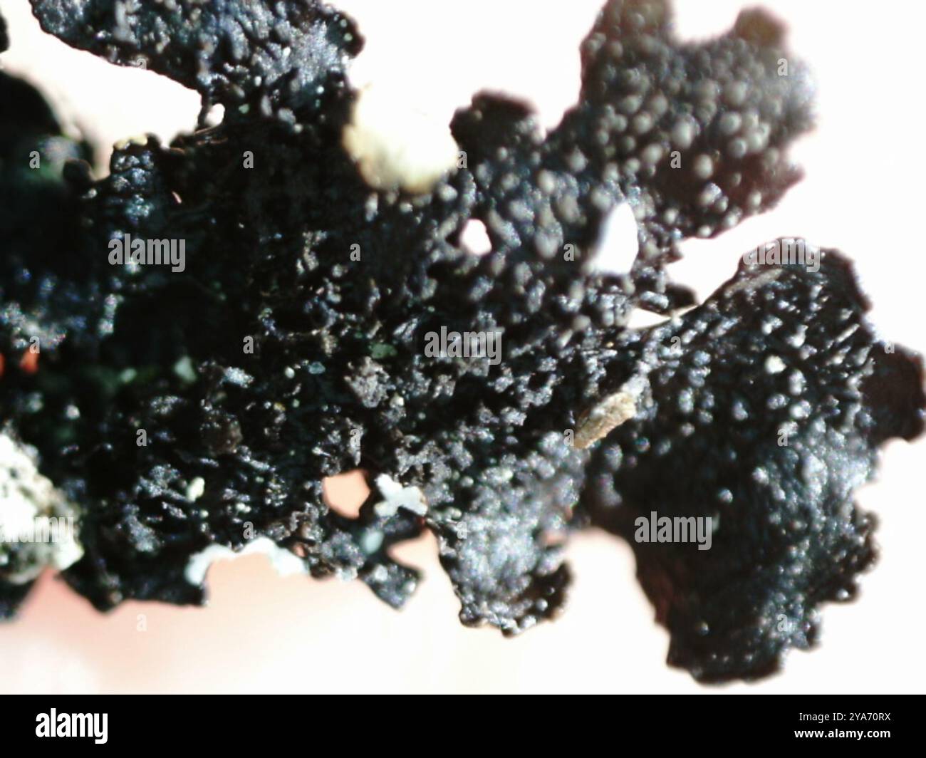 Peppered Rock-shield (Xanthoparmelia conspersa) Fungi Stock Photo - Alamy