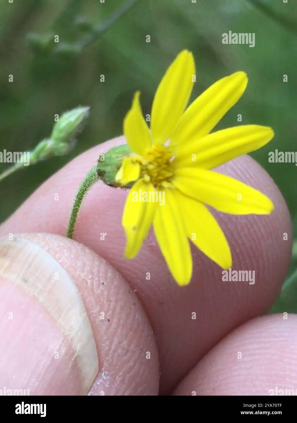 Slender Scratch Daisy (Croptilon divaricatum) Plantae Stock Photo - Alamy