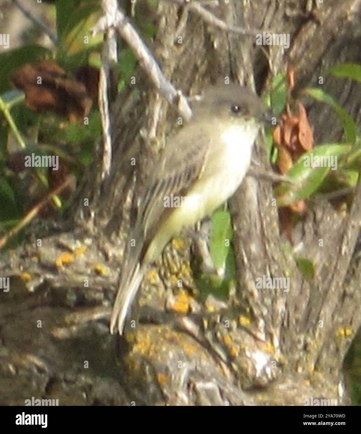 Eastern Phoebe (Sayornis phoebe) Aves Stock Photo - Alamy