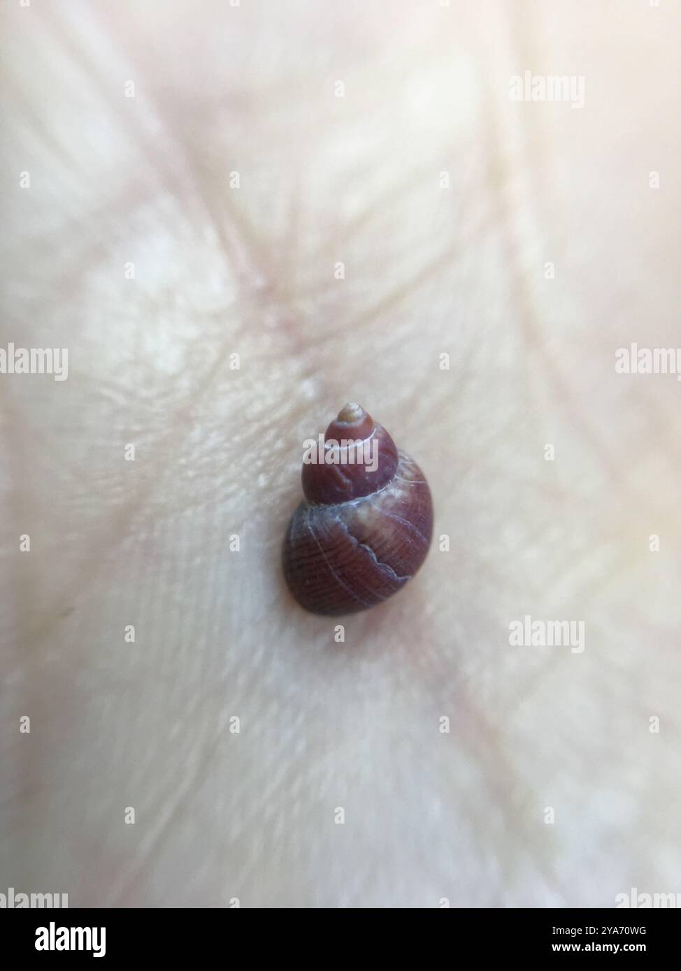 Pheasant-shells (Tricolia) Mollusca Stock Photo - Alamy