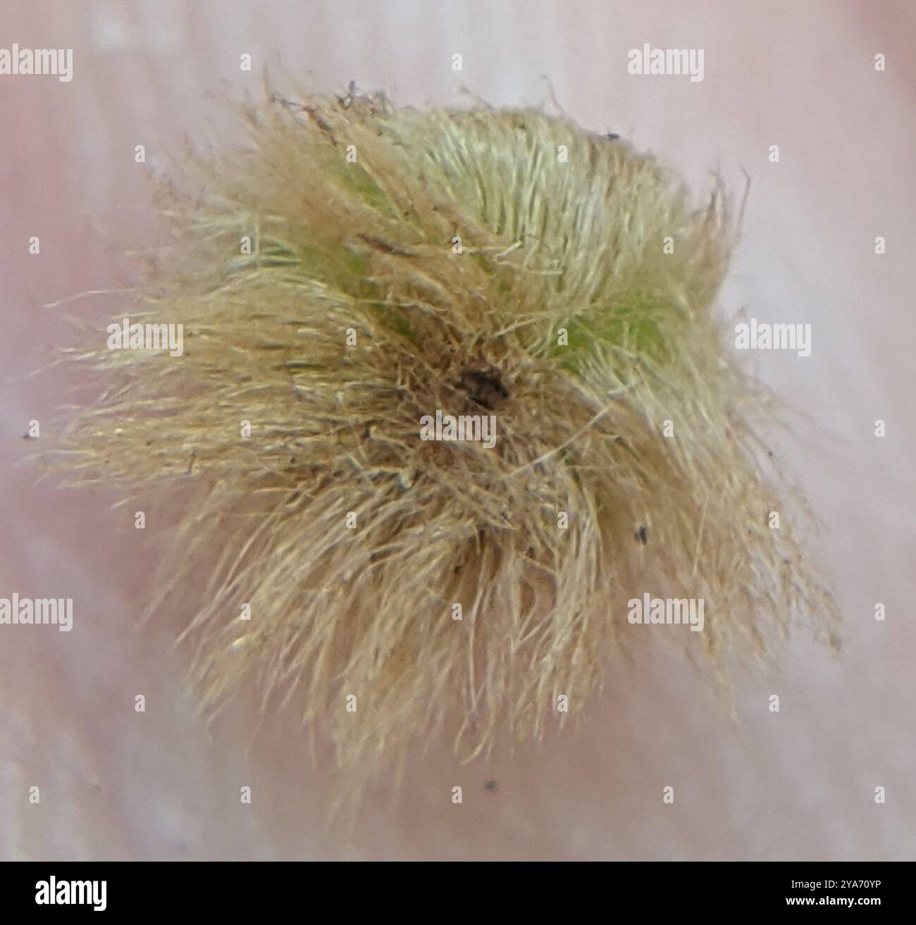 Furry Oak Leaf Gall Wasp (Callirhytis furva) Insecta Stock Photo - Alamy