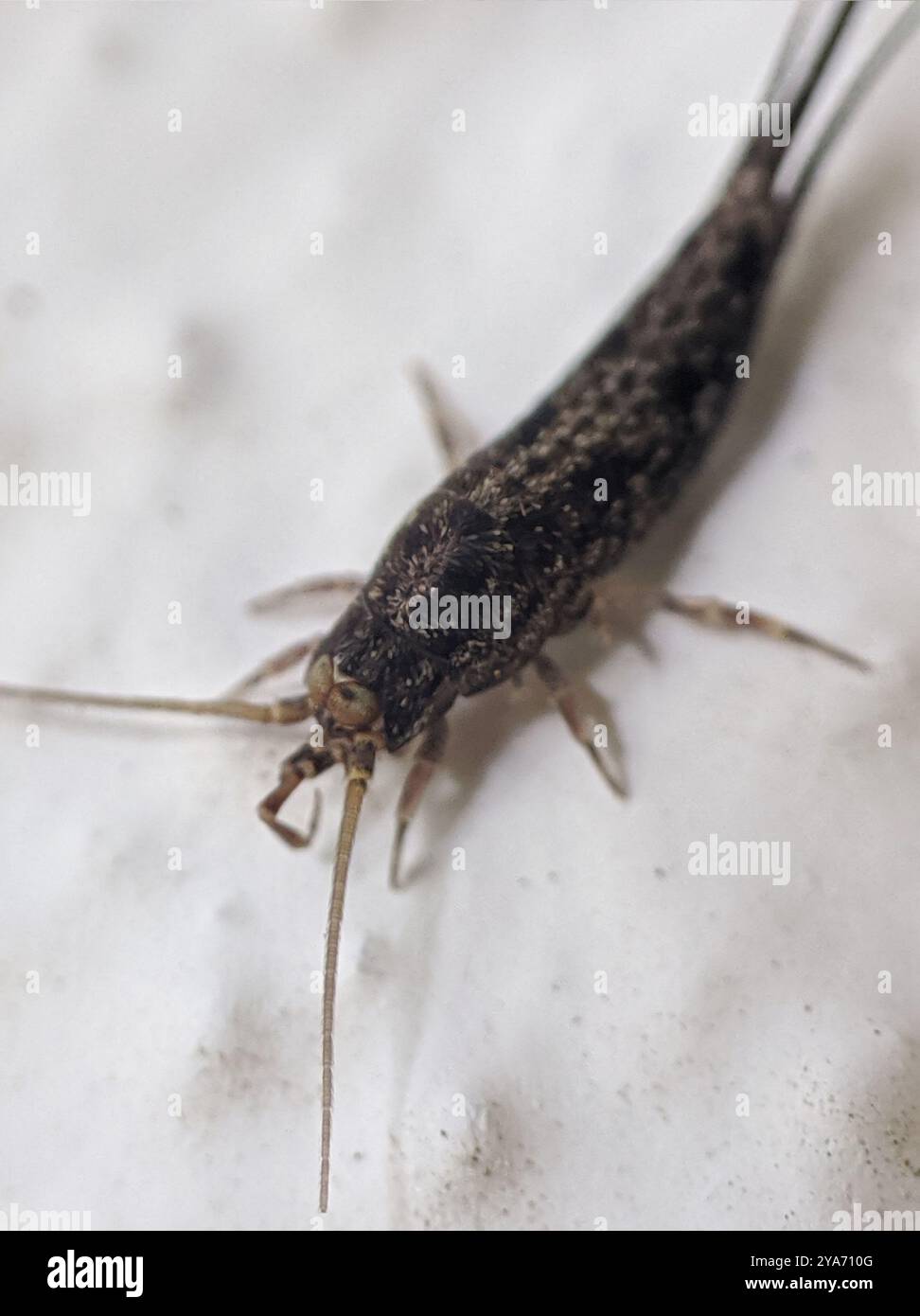 Jumping bristletail hi-res stock photography and images - Alamy