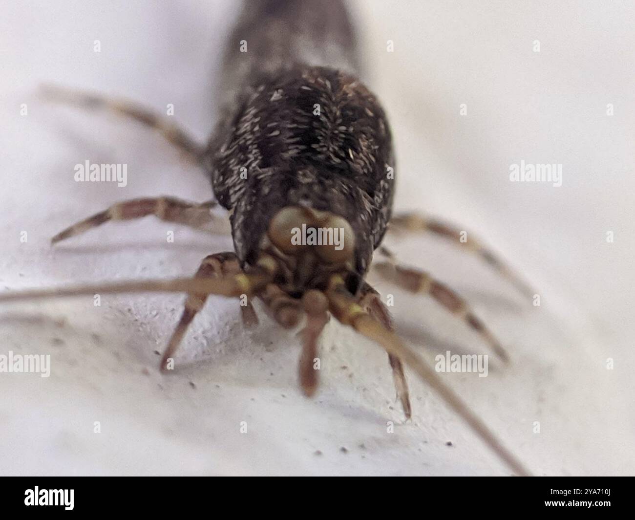 Jumping bristletail hi-res stock photography and images - Alamy