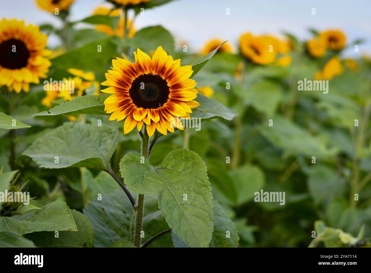 Autumn garden sunflower insects hi-res stock photography and images - Alamy