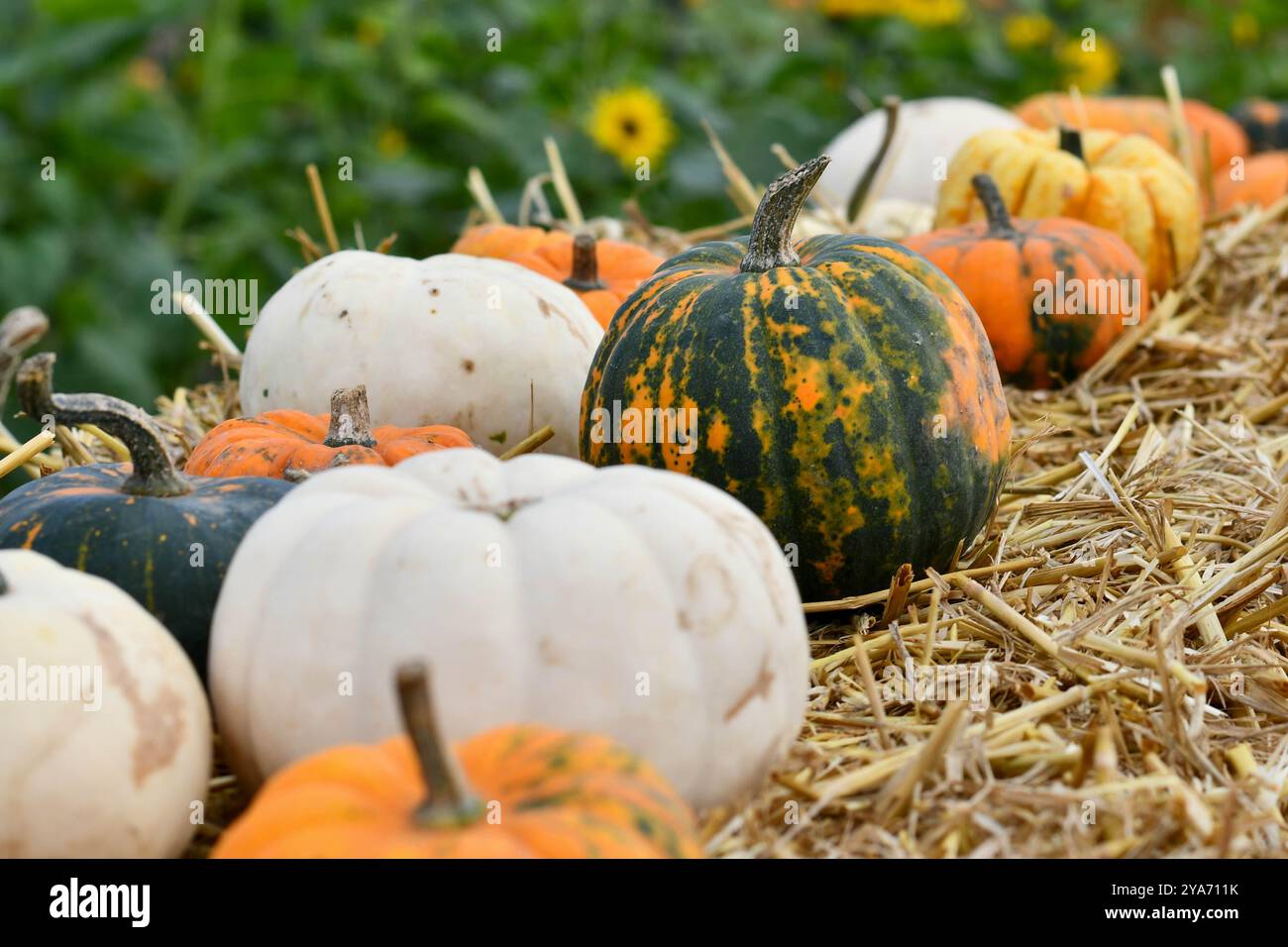 Pumpkin patch pumpkins ready hi-res stock photography and images - Alamy