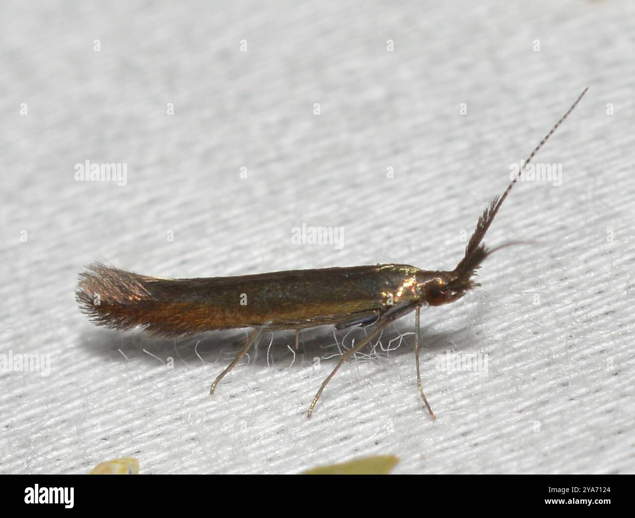 Metallic Coleophora Moth (Coleophora mayrella) Insecta Stock Photo - Alamy