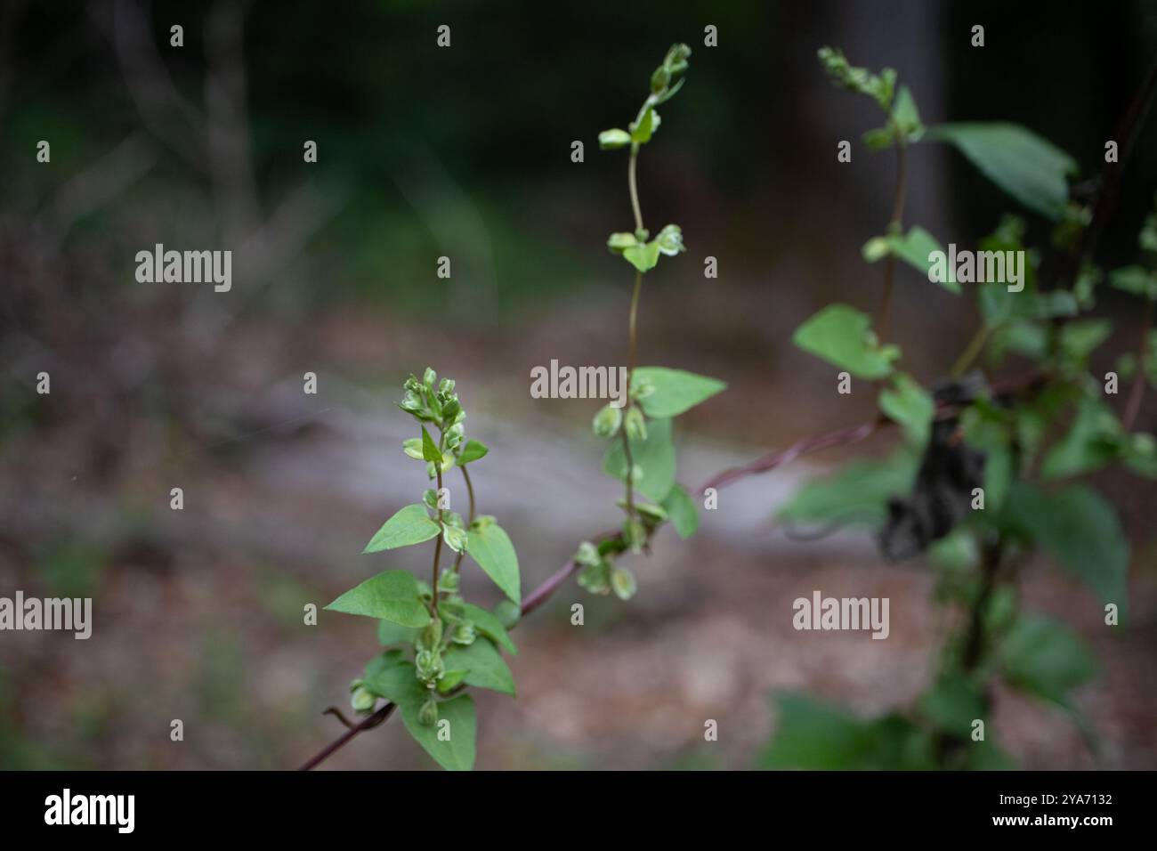 Copse-bindweed (Fallopia dumetorum) Plantae Stock Photo - Alamy