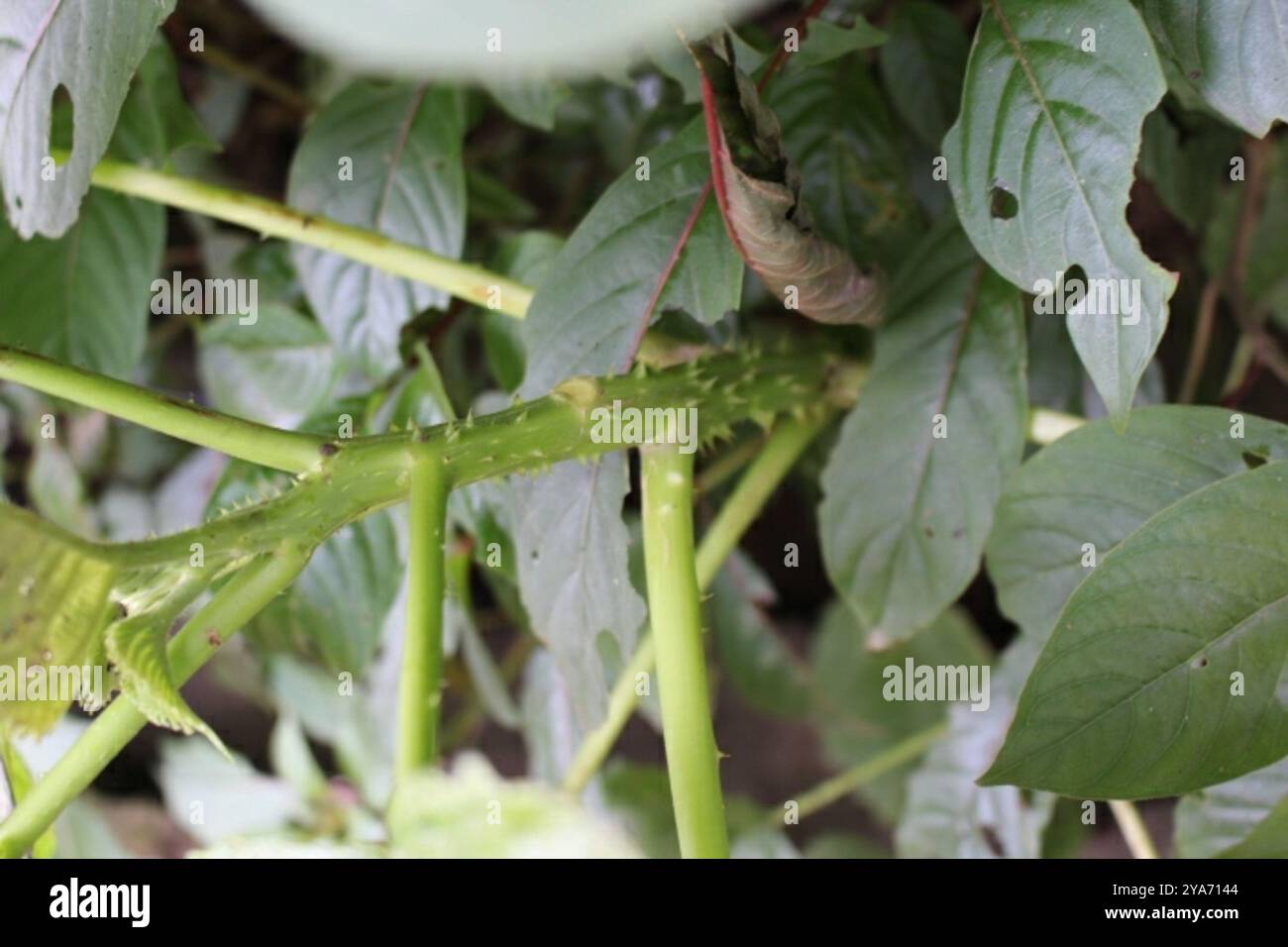 Scratchbush (Urera baccifera) Plantae Stock Photo - Alamy
