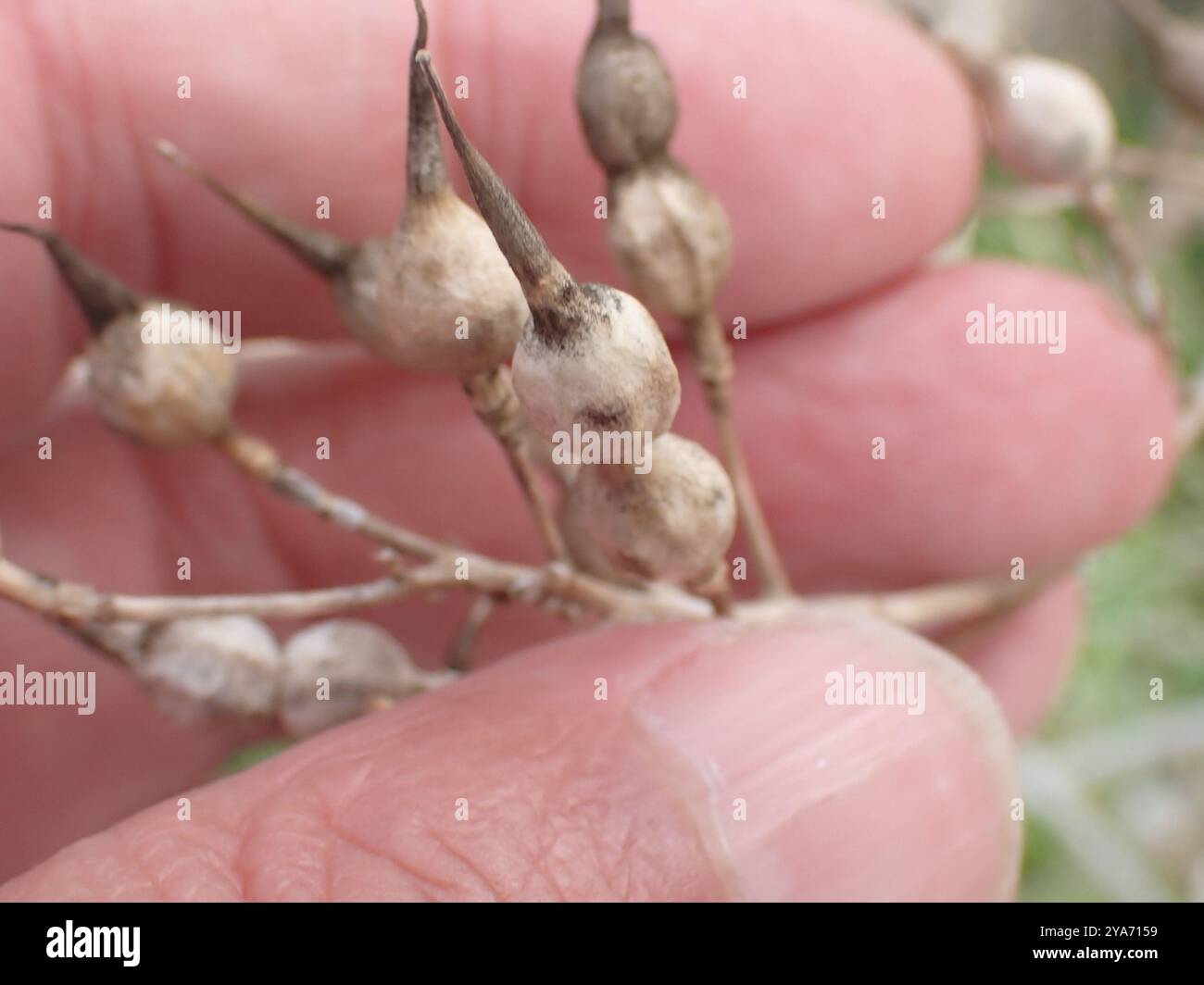 Mediterranean Radish (Raphanus raphanistrum landra) Plantae Stock Photo ...