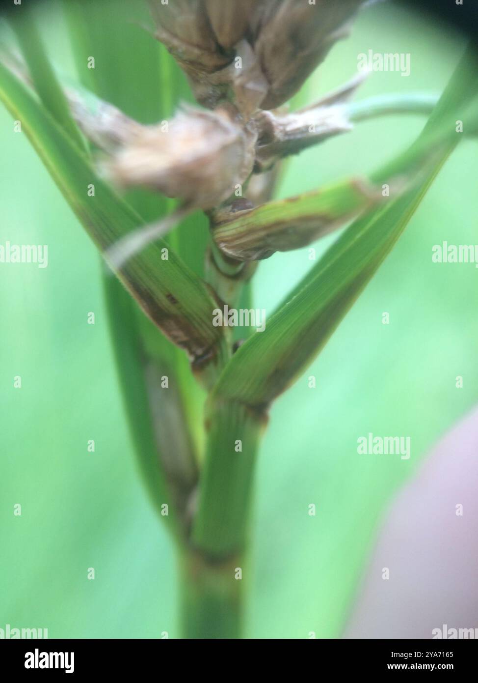 river bulrush (Bolboschoenus fluviatilis) Plantae Stock Photo - Alamy