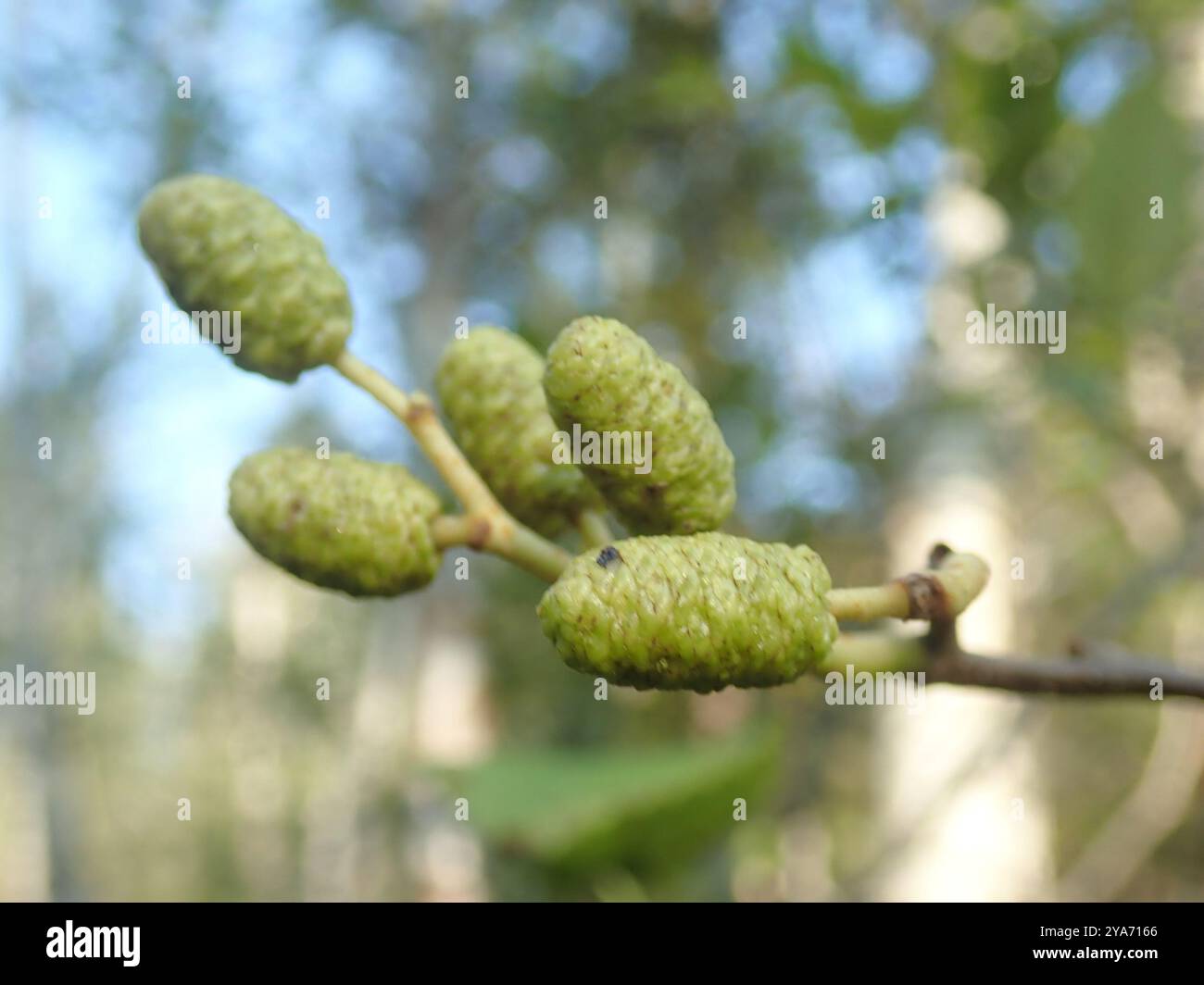 Red Alder (Alnus rubra) Plantae Stock Photo - Alamy