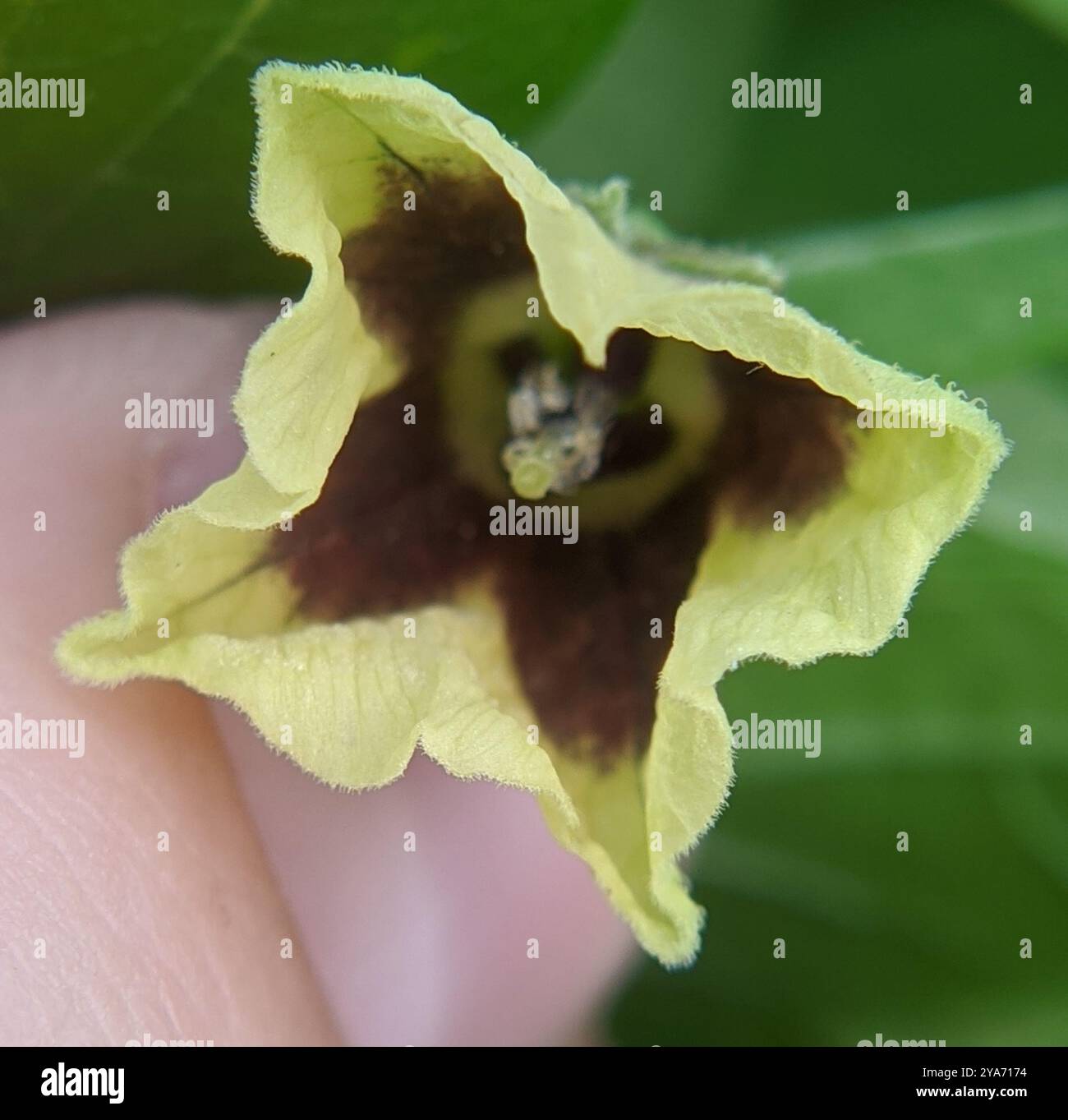 long-leaved groundcherry (Physalis longifolia) Plantae Stock Photo - Alamy