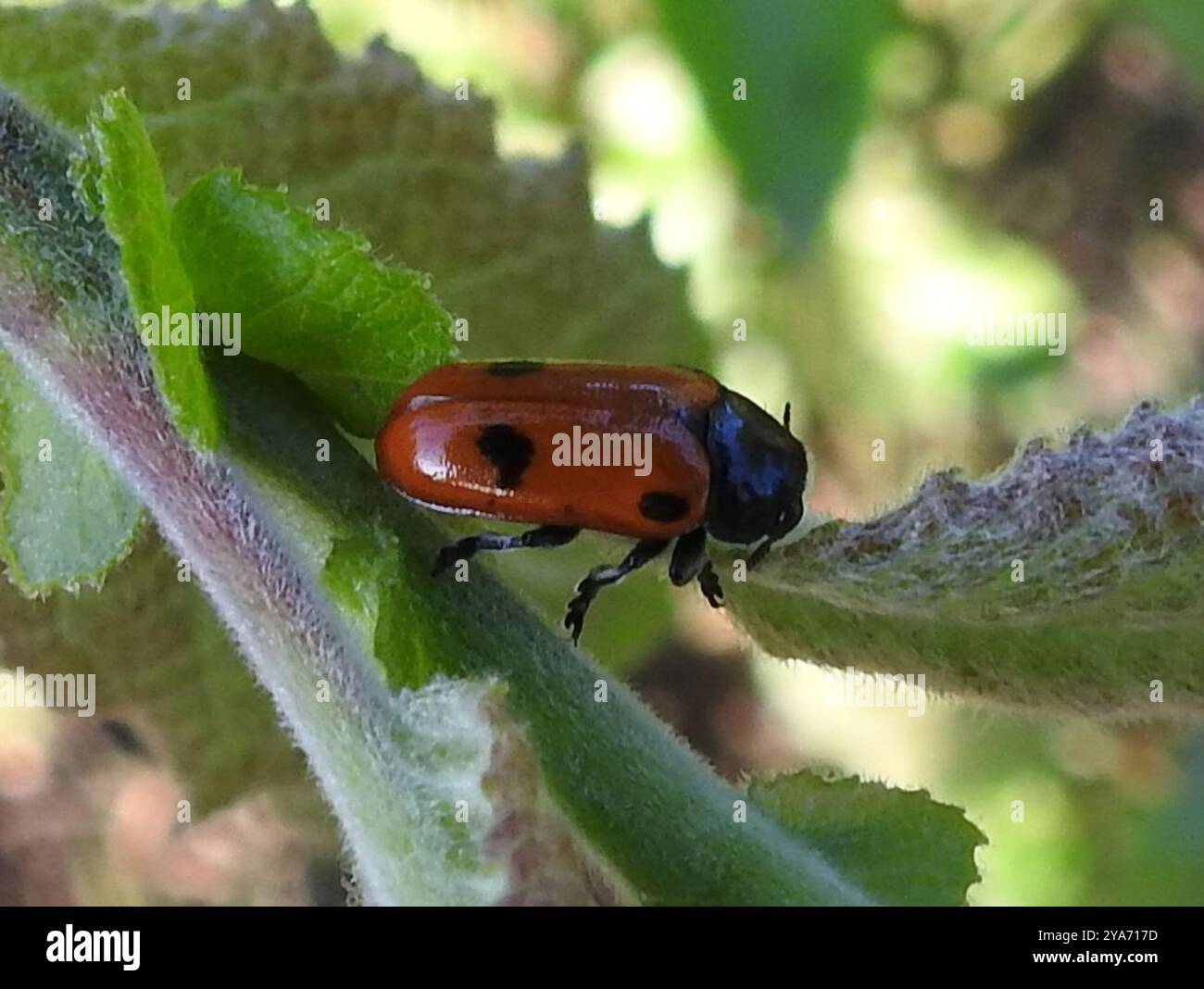 Four Spotted Leaf Beetle (Clytra quadripunctata) Insecta Stock Photo ...