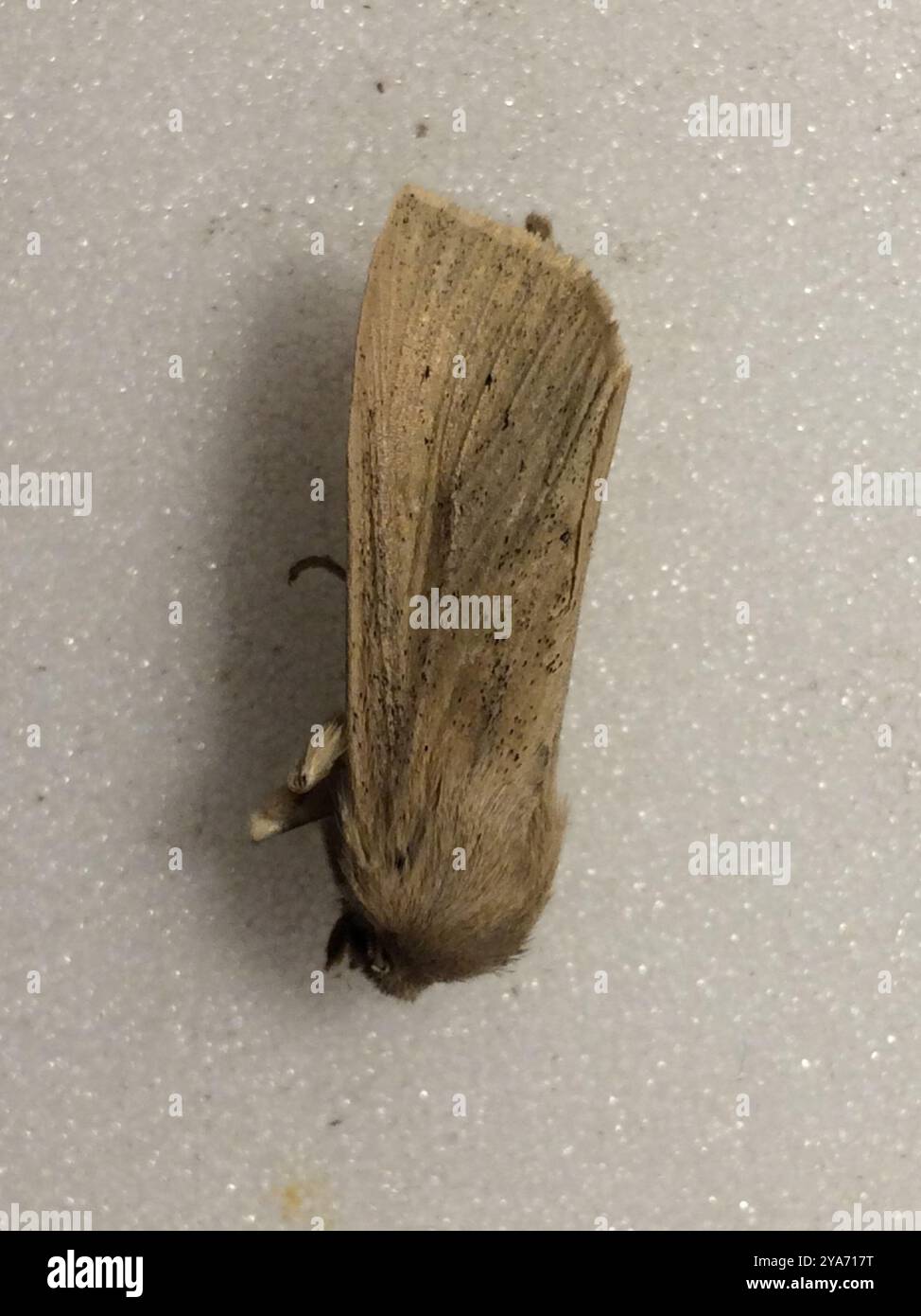 Large Wainscot Moth (Rhizedra lutosa) Insecta Stock Photo - Alamy