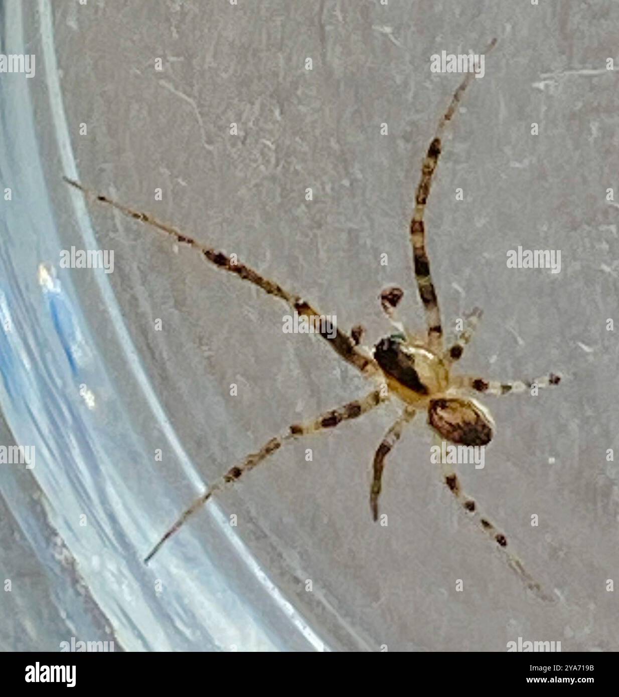 Silver-sided Sector Spider (Zygiella x-notata) Arachnida Stock Photo ...