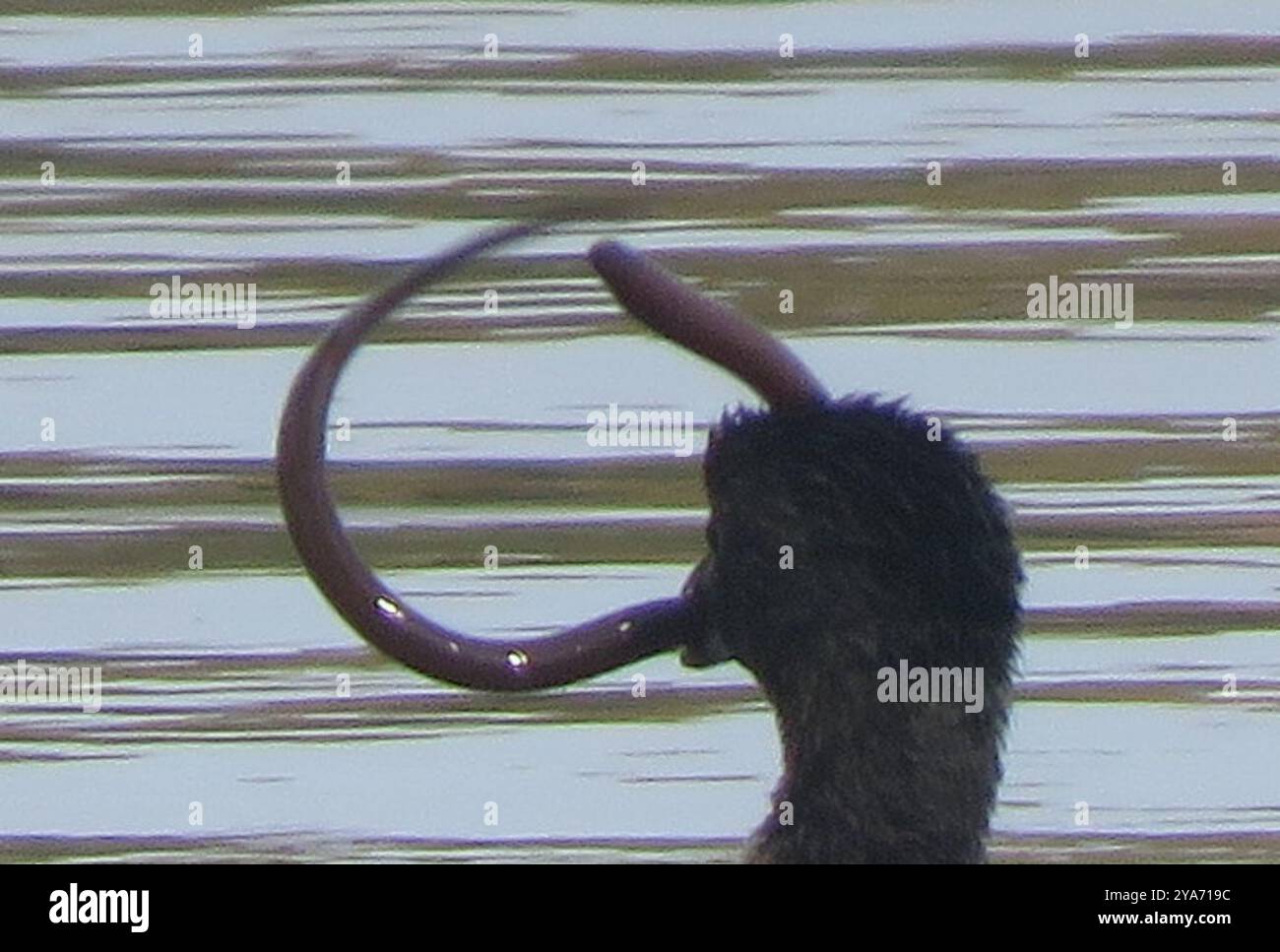 Marbled Swamp Eel (Synbranchus marmoratus) Actinopterygii Stock Photo ...