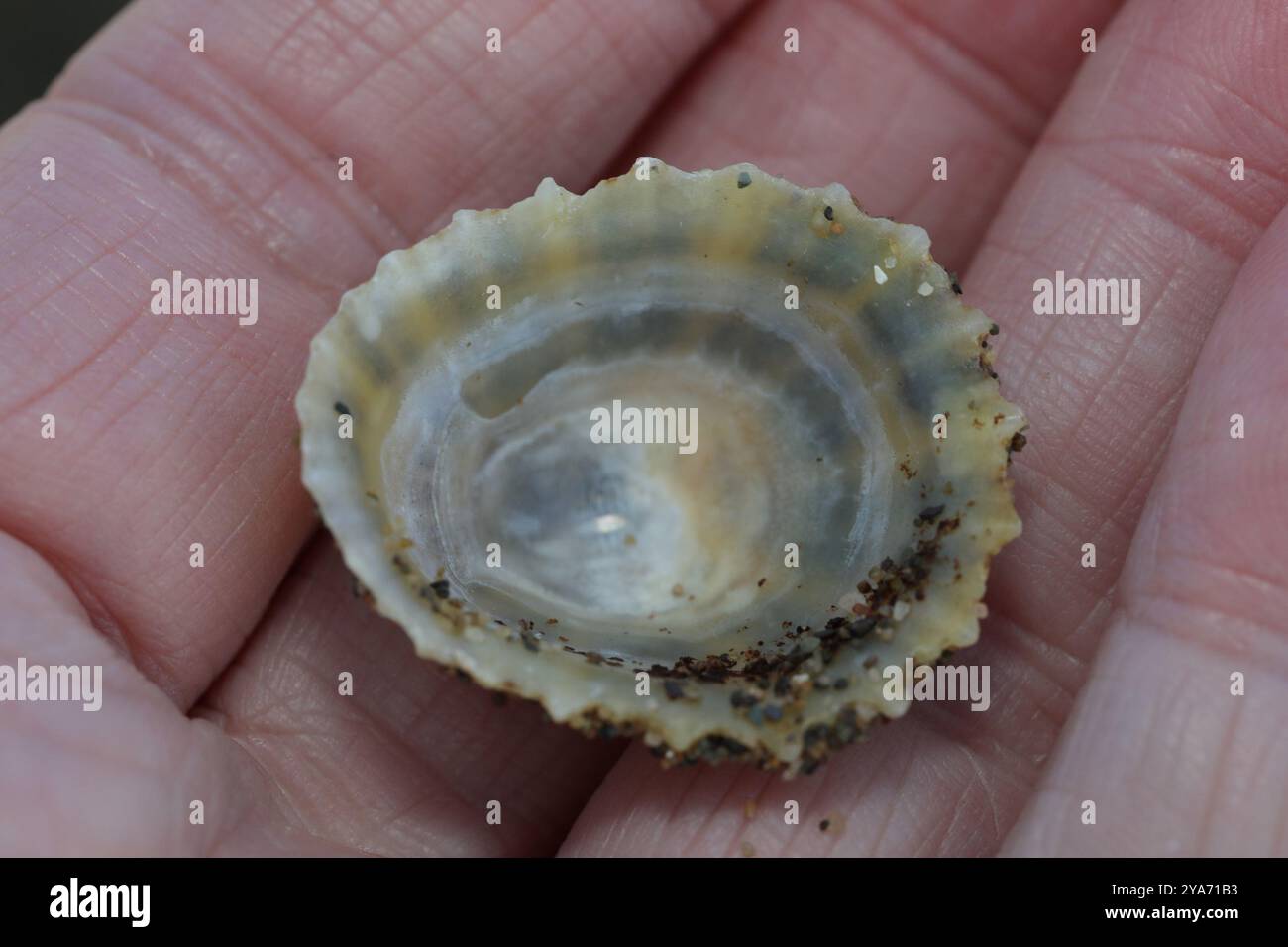 Patella Limpets (Patella) Mollusca Stock Photo - Alamy