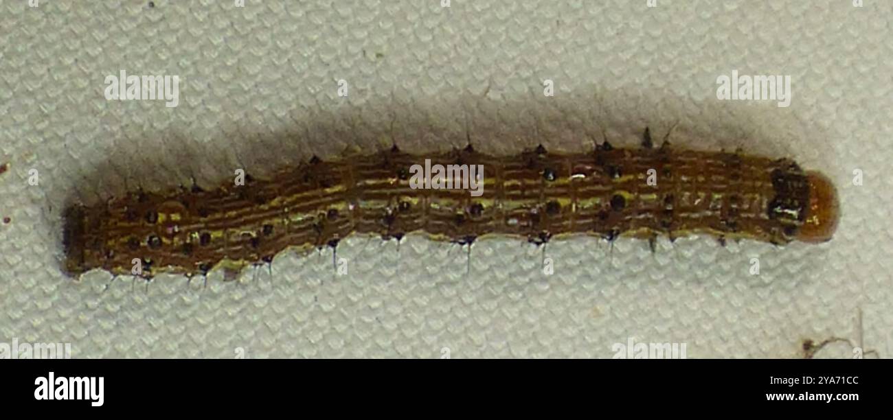 Tobacco Budworm Moth (Chloridea virescens) Insecta Stock Photo - Alamy