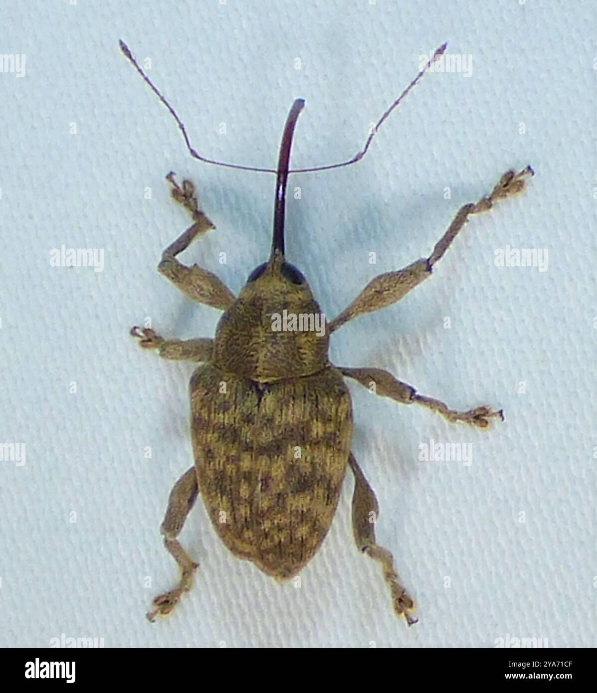 Nut and Acorn Weevils (Curculio) Insecta Stock Photo - Alamy
