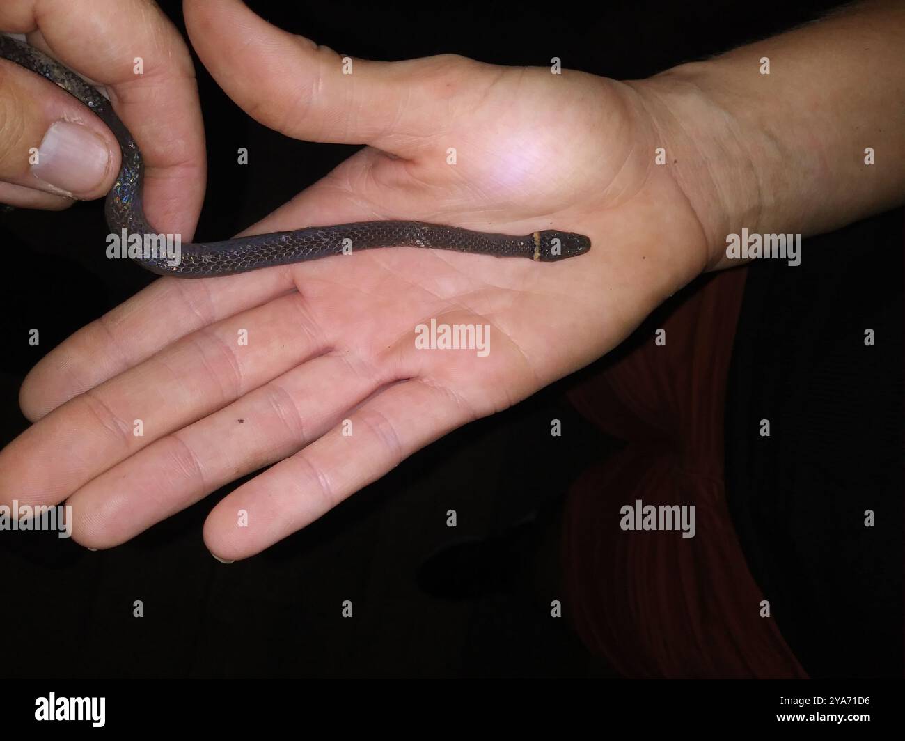 ring-necked snake (Diadophis punctatus) Reptilia Stock Photo - Alamy