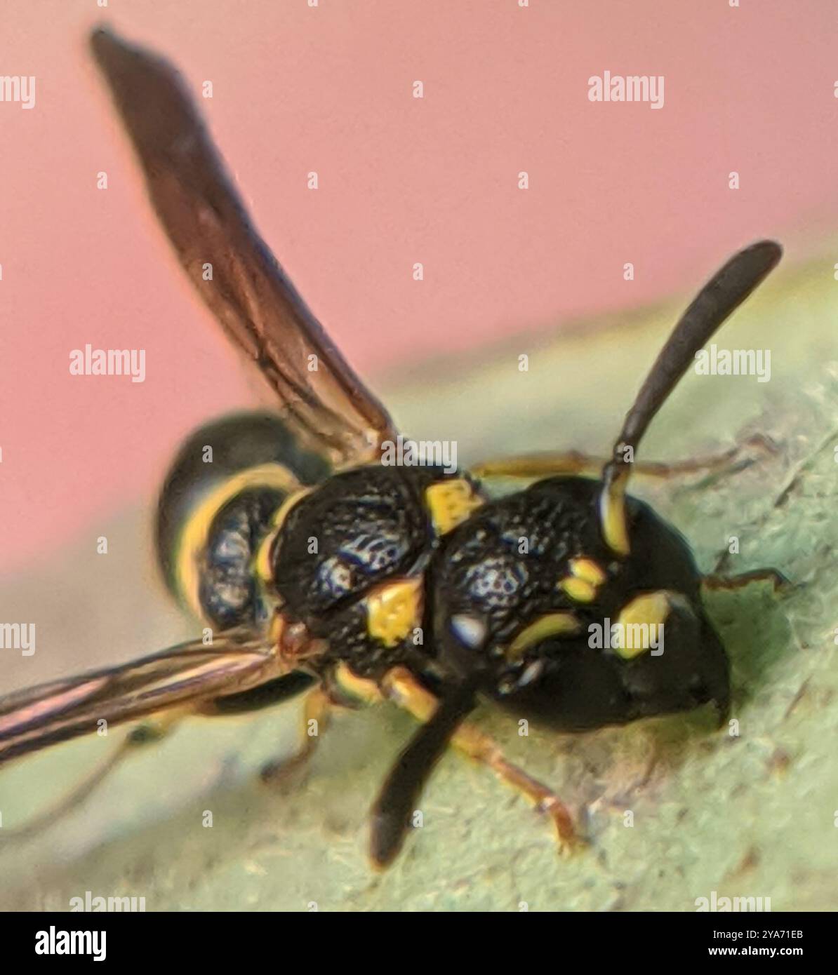 Canadian Potter Wasp (Symmorphus canadensis) Insecta Stock Photo - Alamy