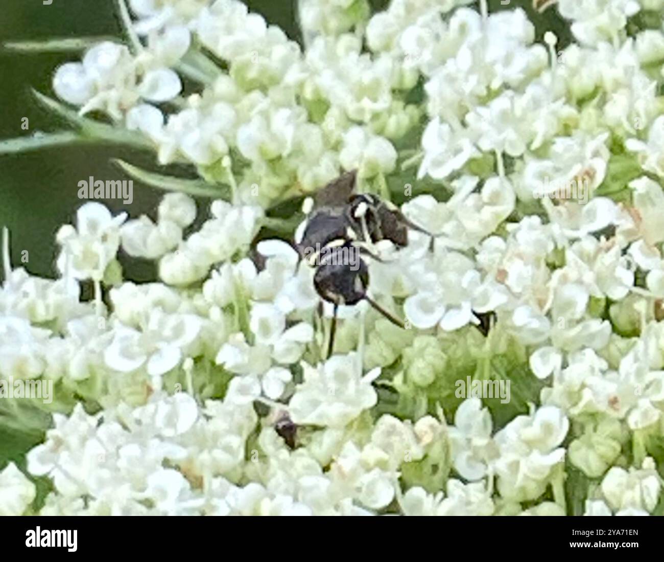 Masked Bees (Hylaeus) Insecta Stock Photo - Alamy
