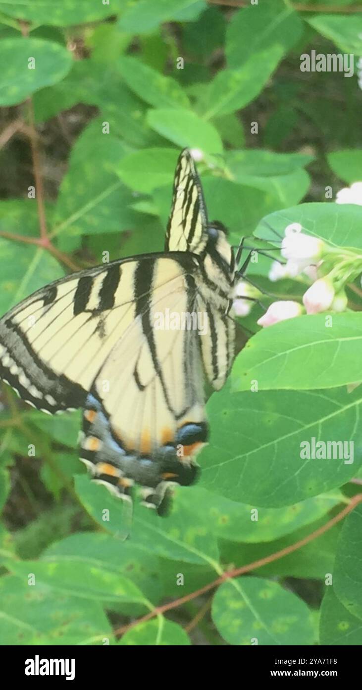 Canadian Tiger Swallowtail (Papilio canadensis) Insecta Stock Photo - Alamy