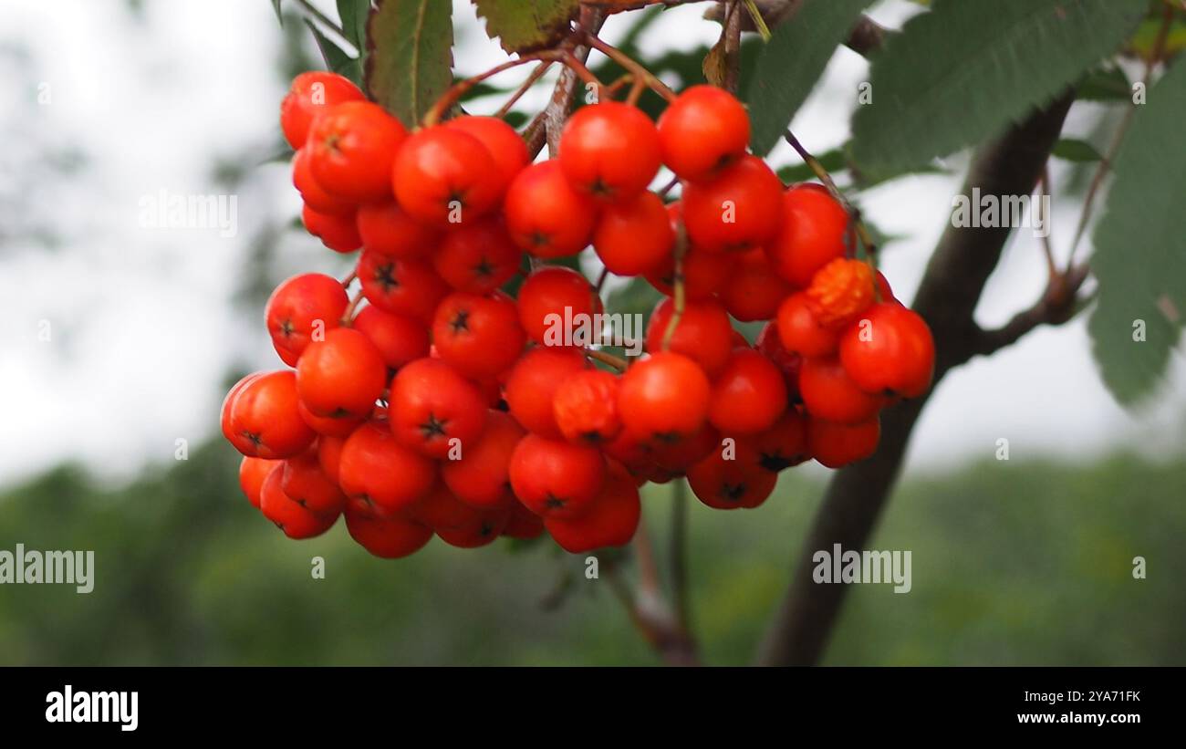 European mountain ash (Sorbus aucuparia) Plantae Stock Photo - Alamy