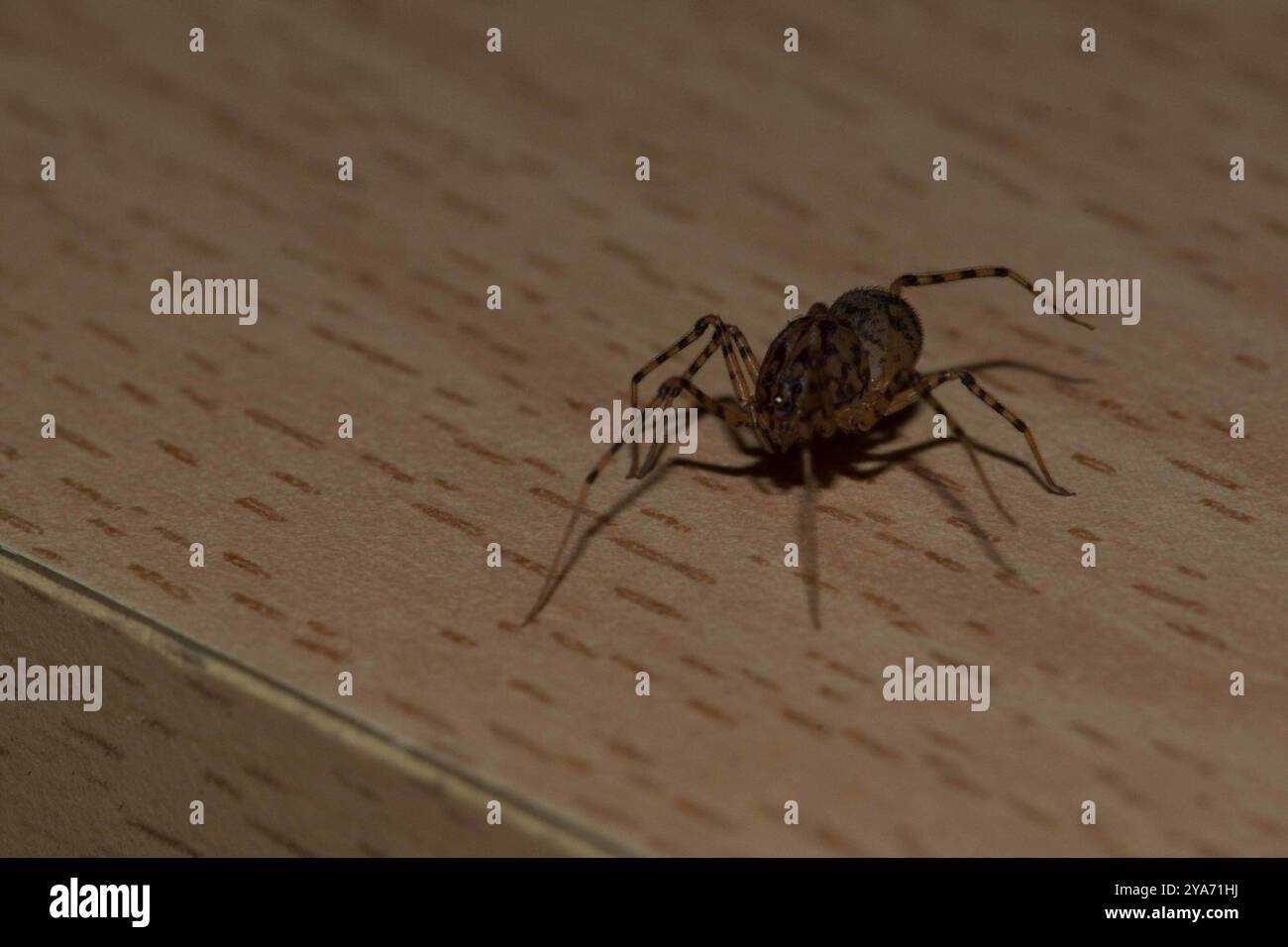 Common Spitting Spider (Scytodes thoracica) Arachnida Stock Photo - Alamy