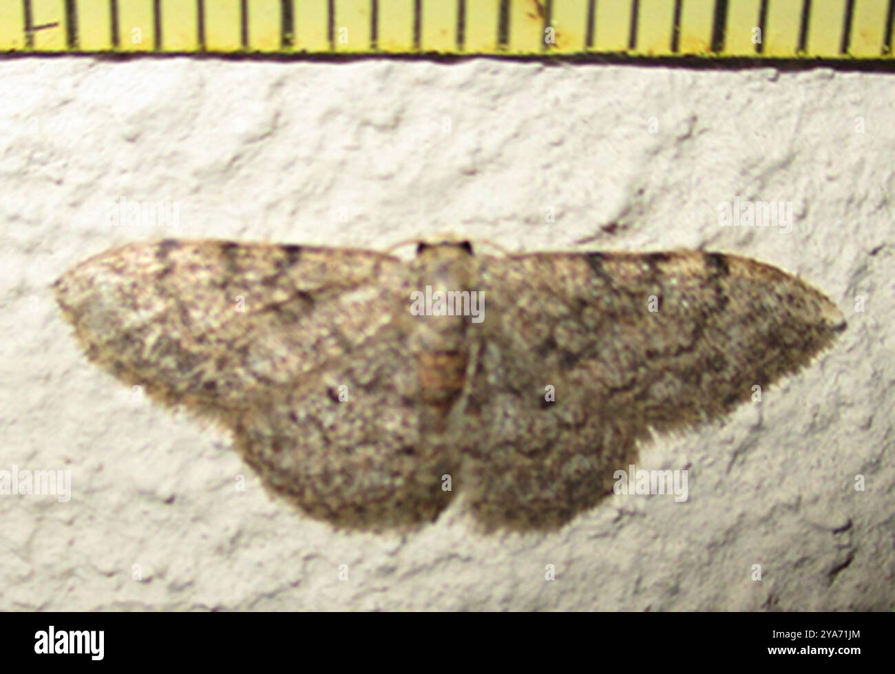 Geometer Moths (Geometridae) Insecta Stock Photo - Alamy