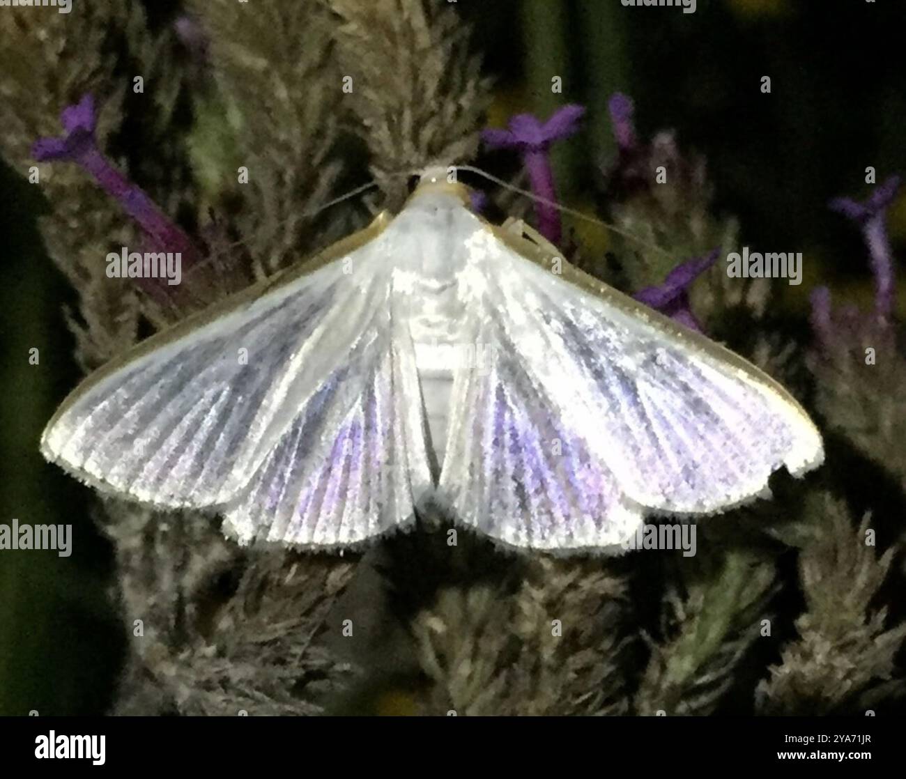 Orange-shouldered Sherbet Moth (Diaphania costata) Insecta Stock Photo ...
