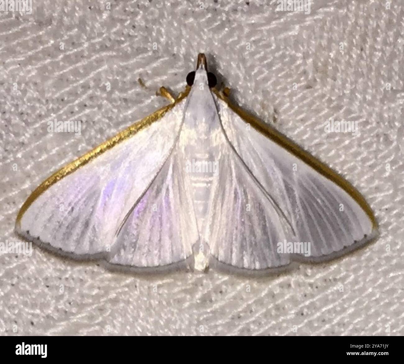 Orange-shouldered Sherbet Moth (Diaphania costata) Insecta Stock Photo ...