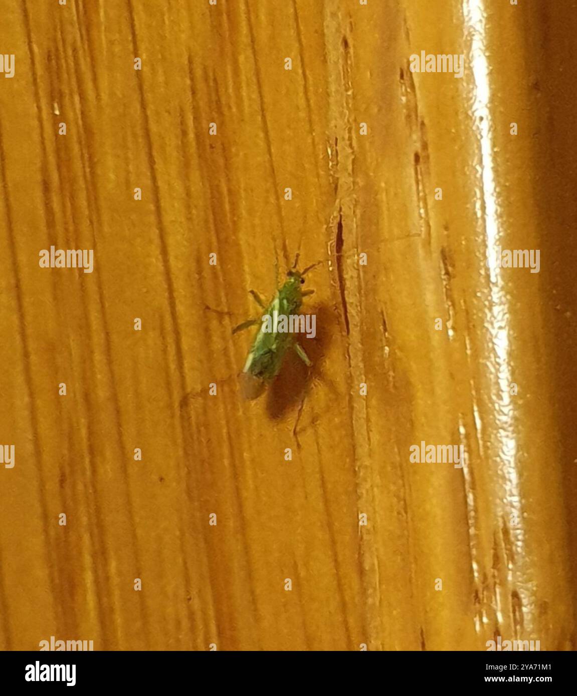 Black-kneed Capsid (Blepharidopterus angulatus) Insecta Stock Photo - Alamy