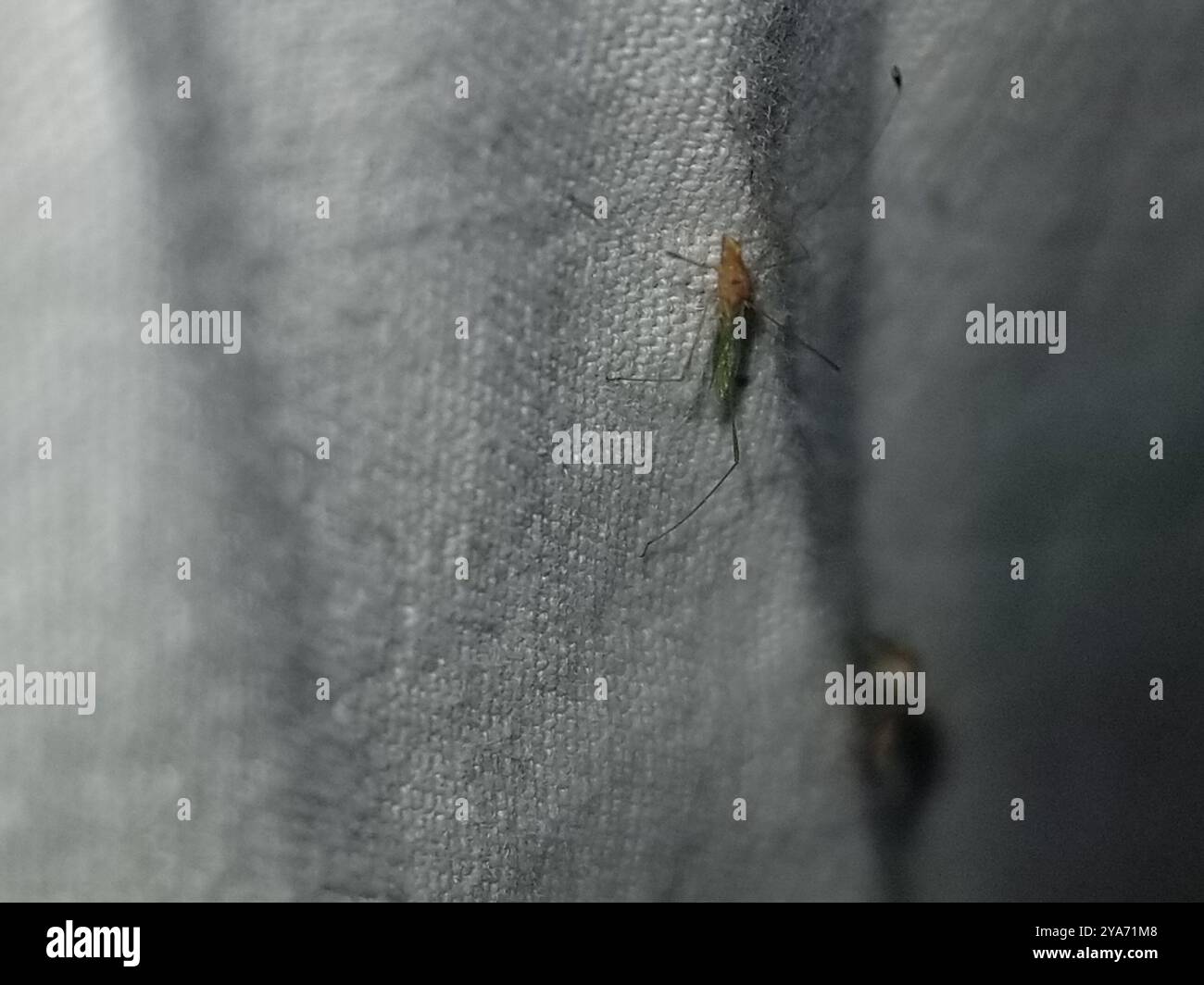 (Metacanthus multispinus) Insecta Stock Photo - Alamy