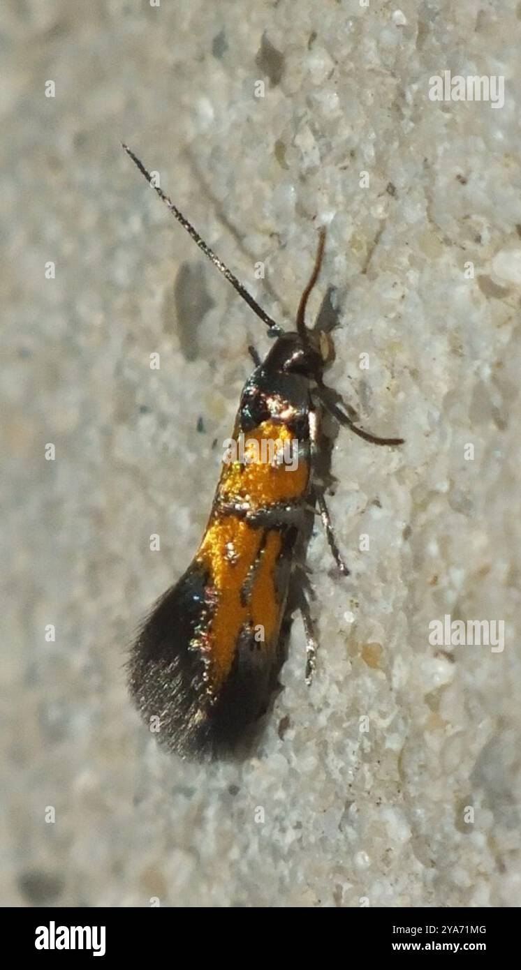 Chrysoesthia drurella hi-res stock photography and images - Alamy