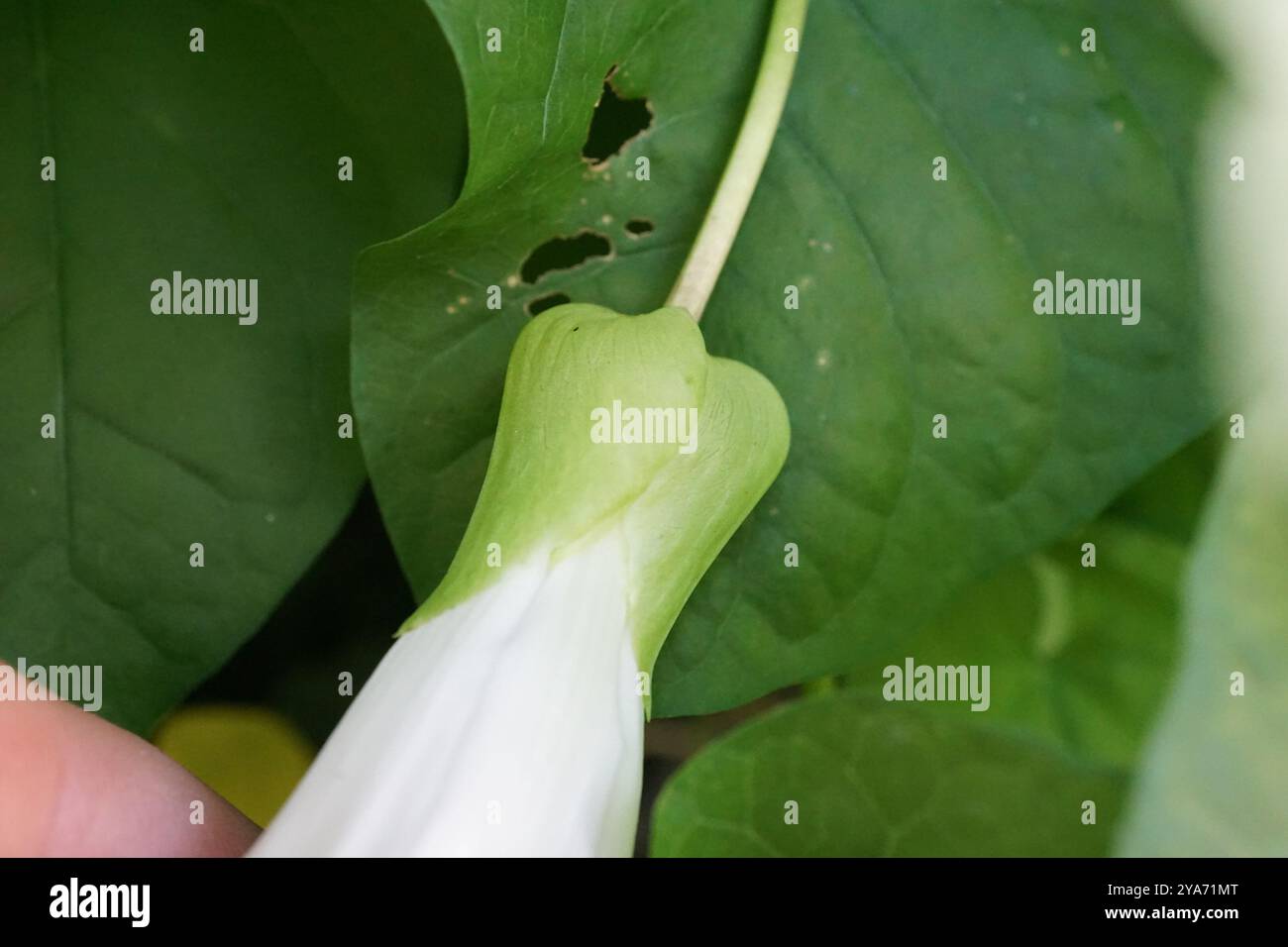 large bindweed (Calystegia silvatica) Plantae Stock Photo - Alamy