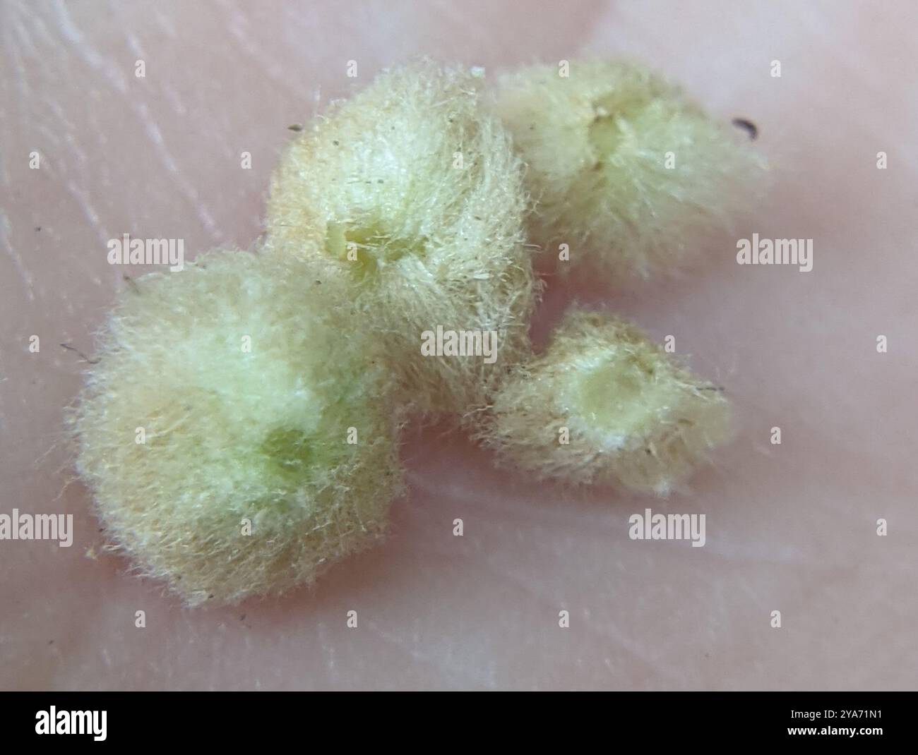Woolly Oak Gall Wasp (Callirhytis lanata) Insecta Stock Photo - Alamy