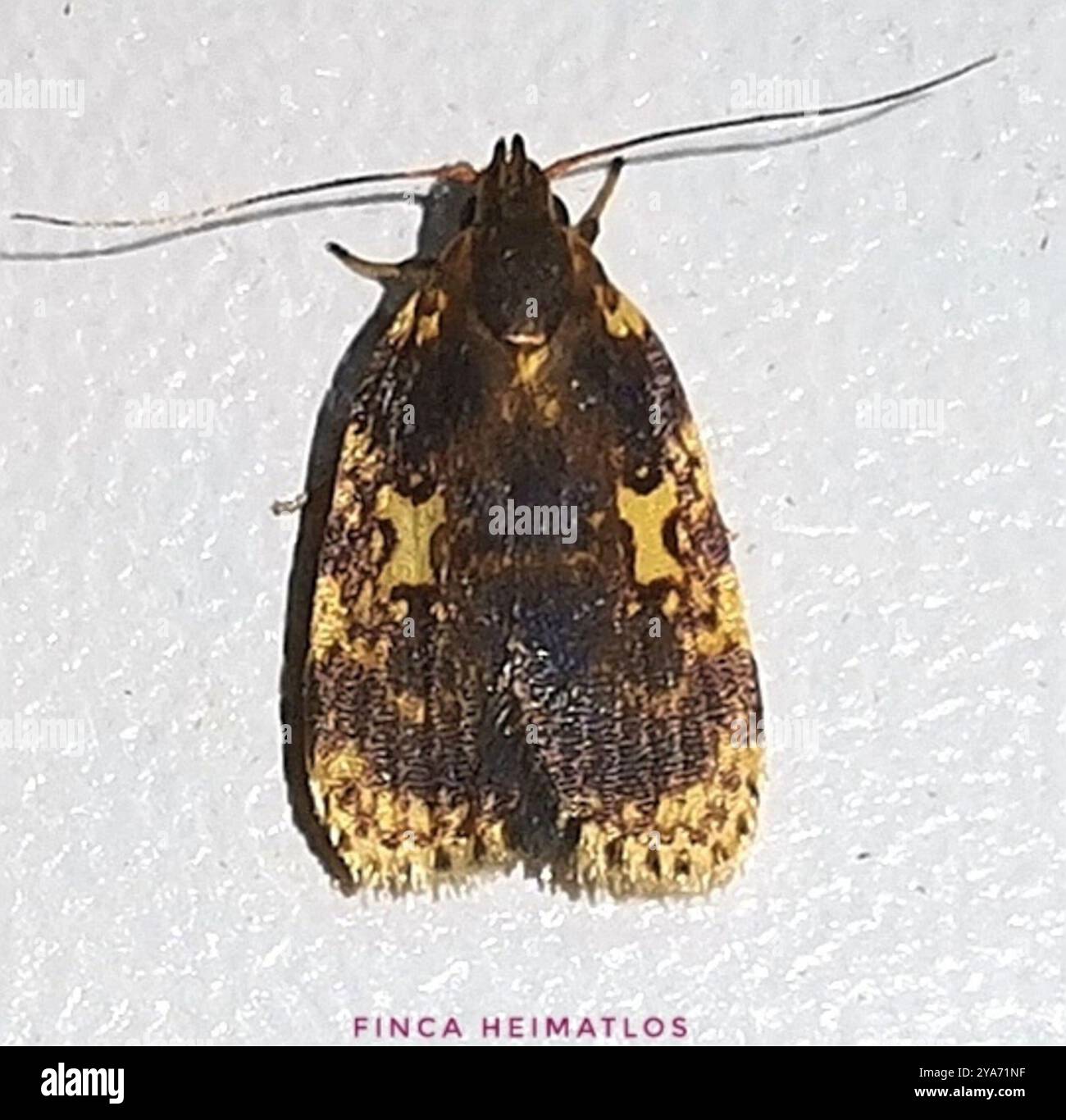 Flat-bodied moths (Depressariidae) Insecta Stock Photo - Alamy